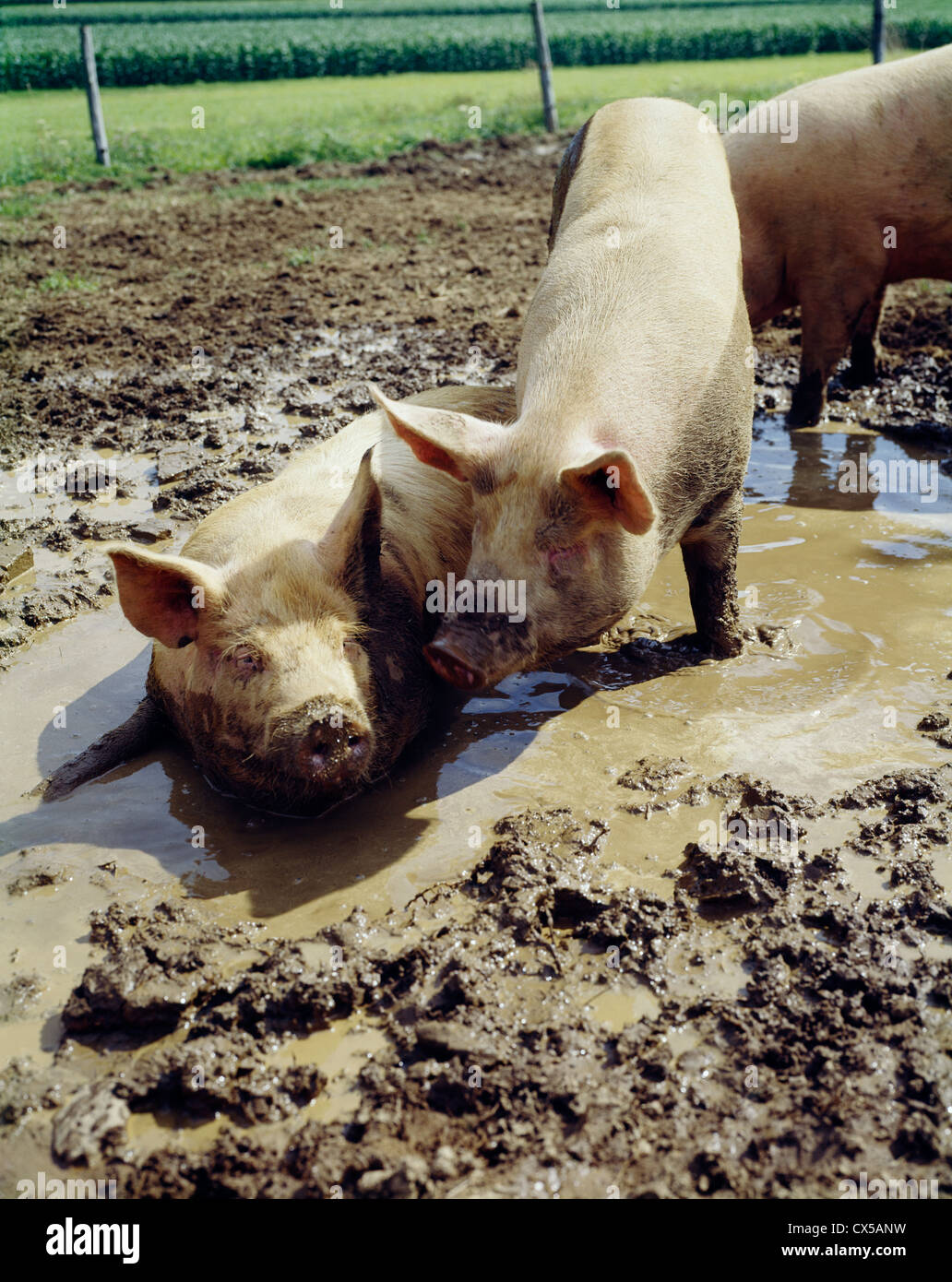 Laying in mud hi-res stock photography and images - Alamy