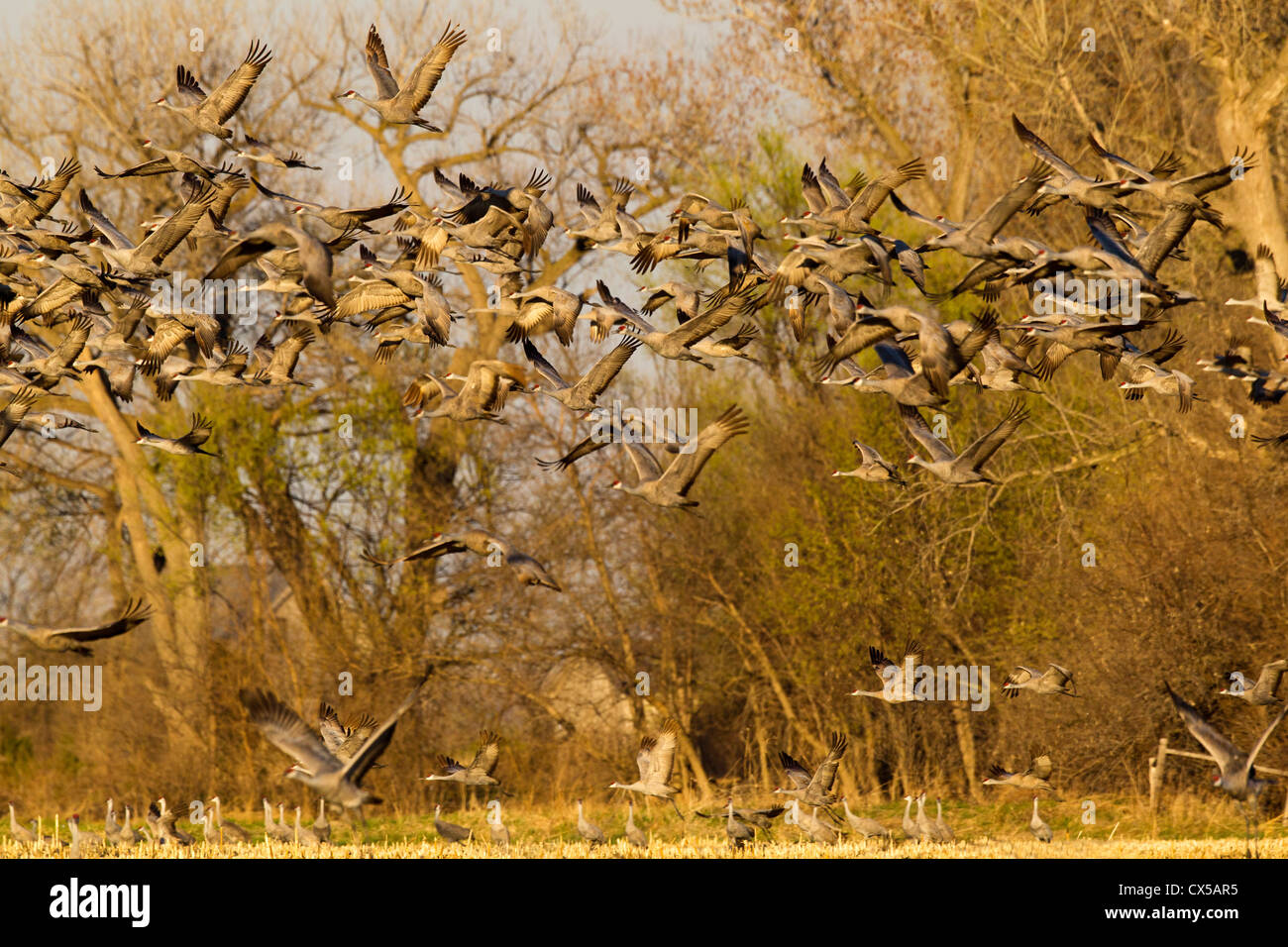 Sandhill cranes leave corn fields before heading to the Platte River in ...