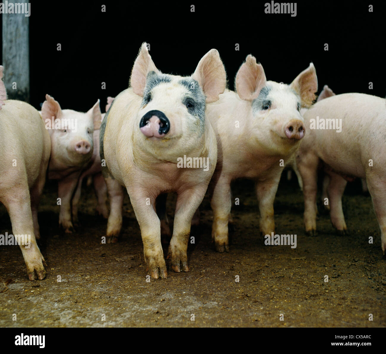 Crossbred pigs hi-res stock photography and images - Alamy
