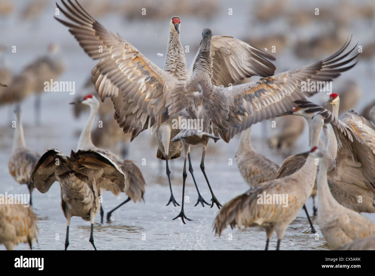 Nebraska kearney crane hi-res stock photography and images - Alamy