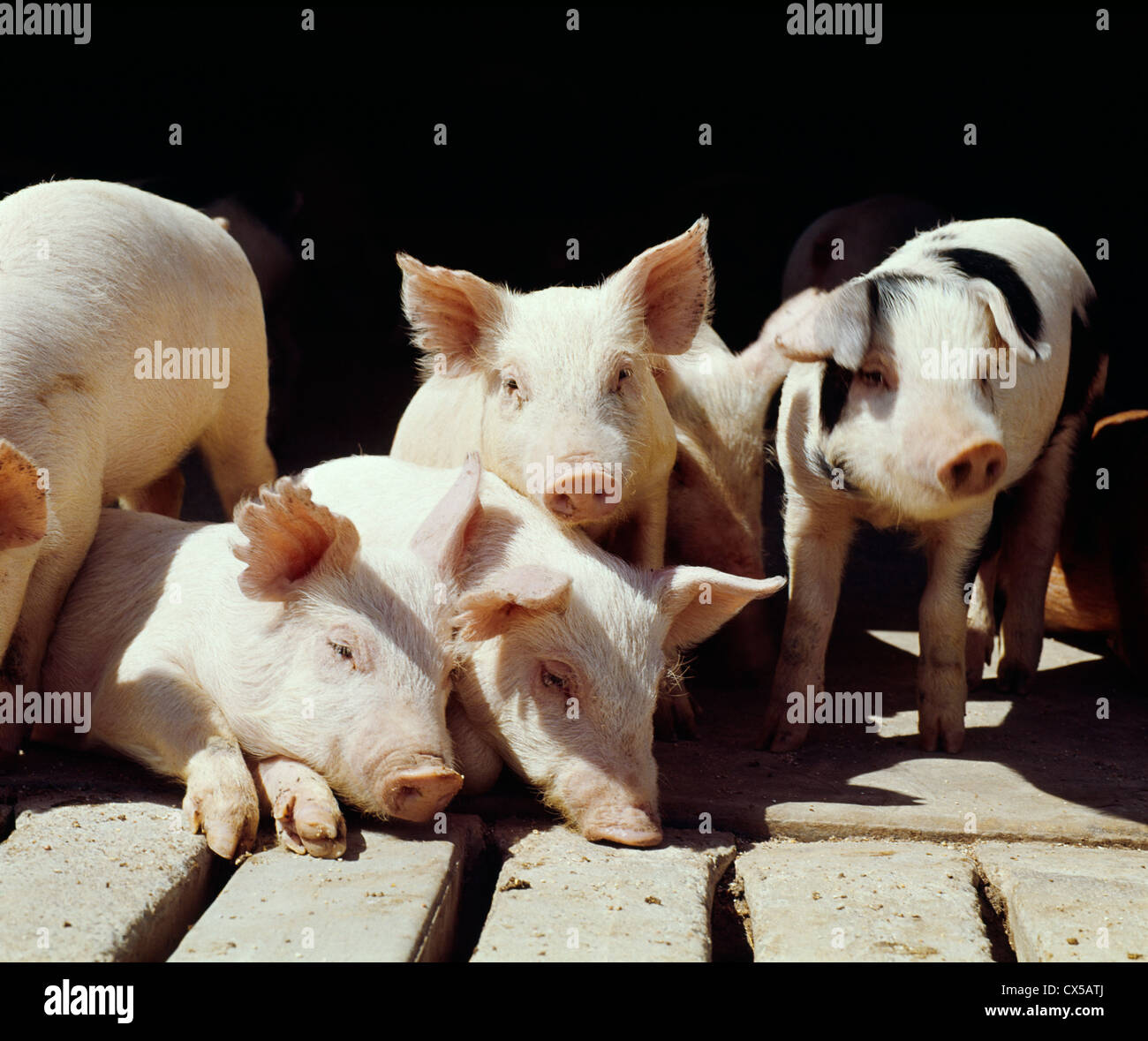 60-80 LB. CROSSBRED PIGS Stock Photo - Alamy