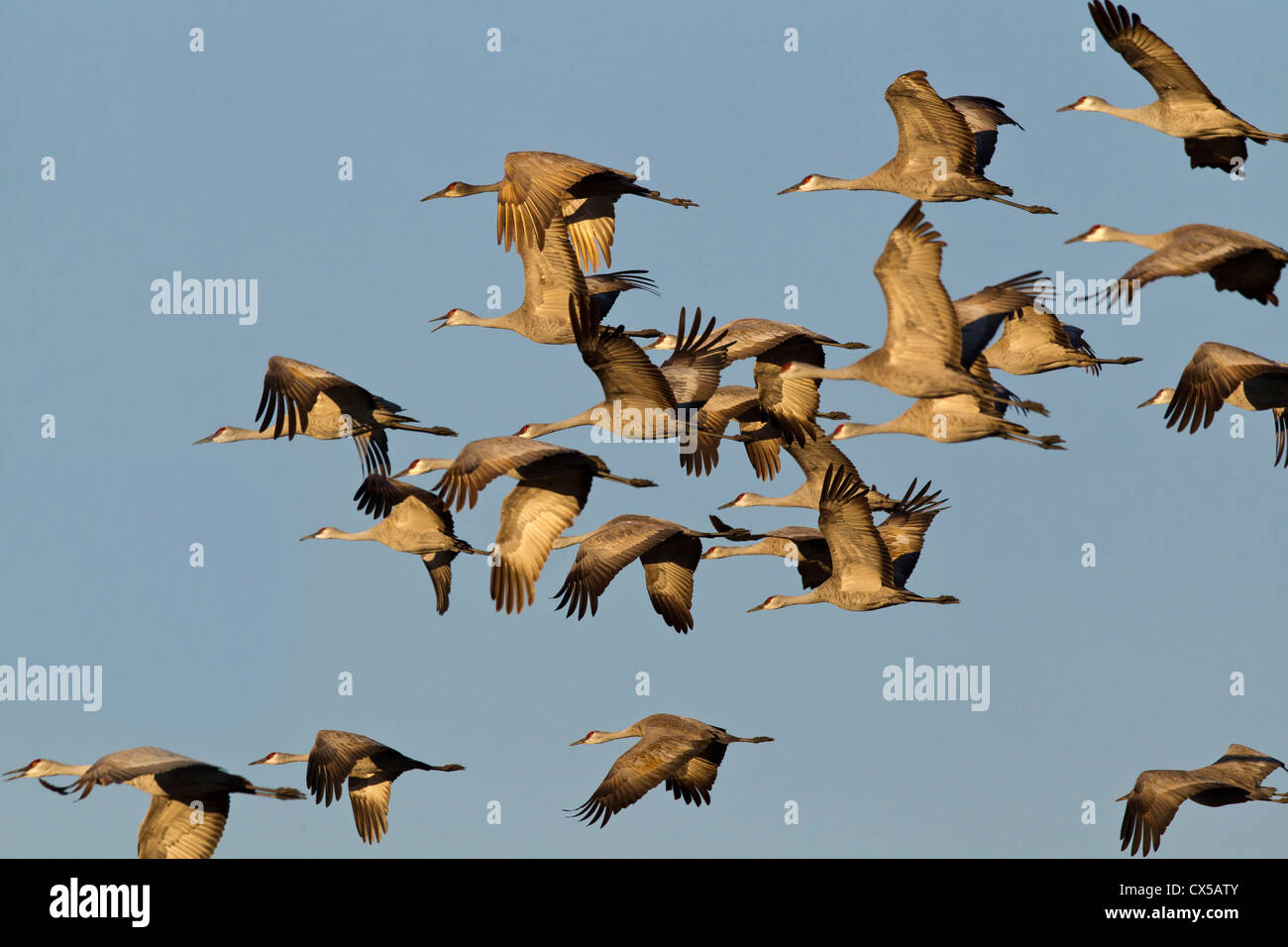 Sandhill cranes in corn fields hi-res stock photography and images - Alamy