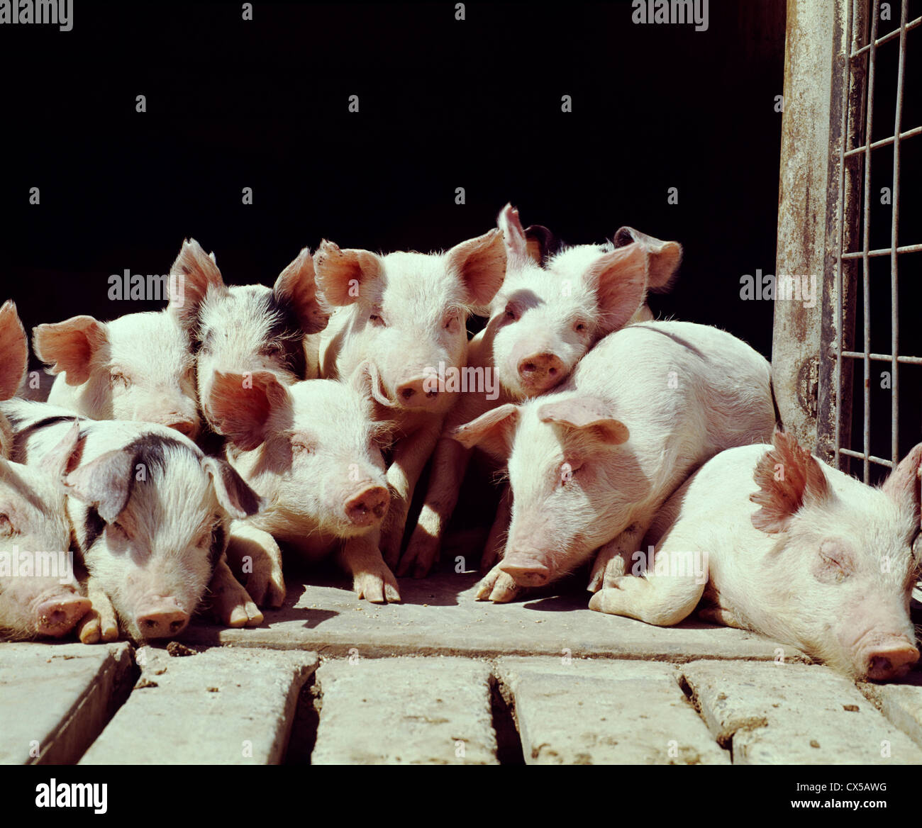 Black swine pigs hi-res stock photography and images - Alamy