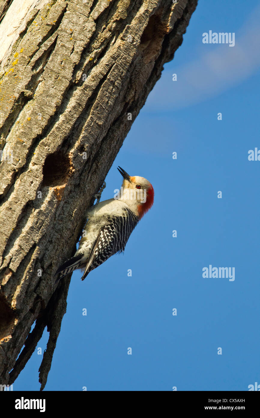Nebraska bird hi-res stock photography and images - Alamy