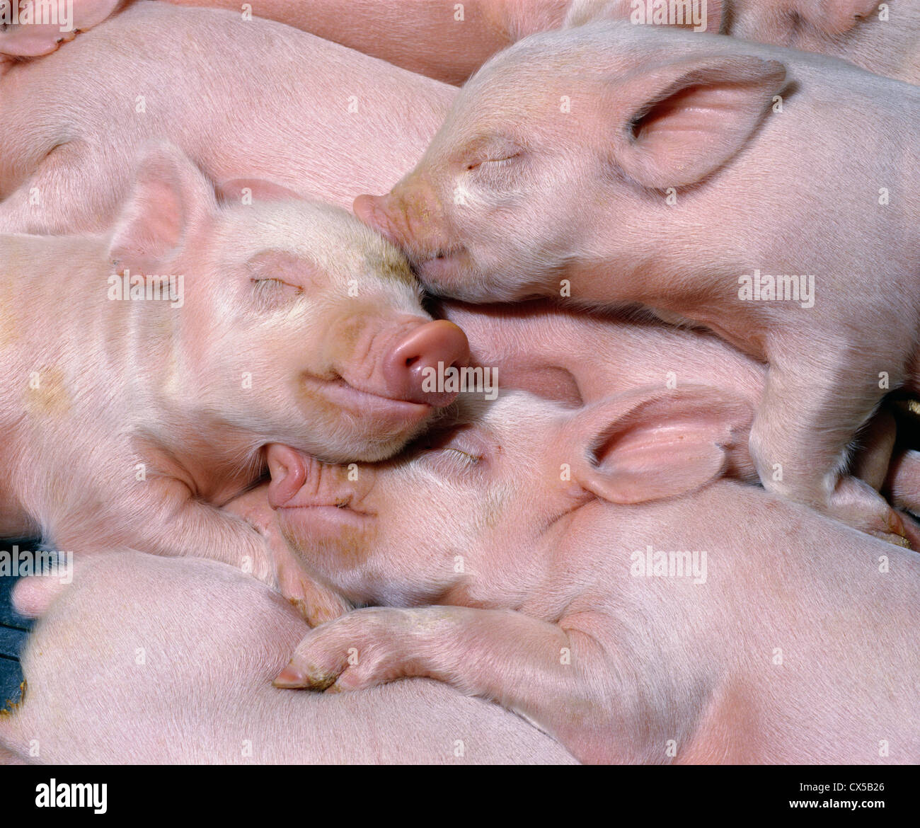 Group of pigs snuggling hi-res stock photography and images - Alamy