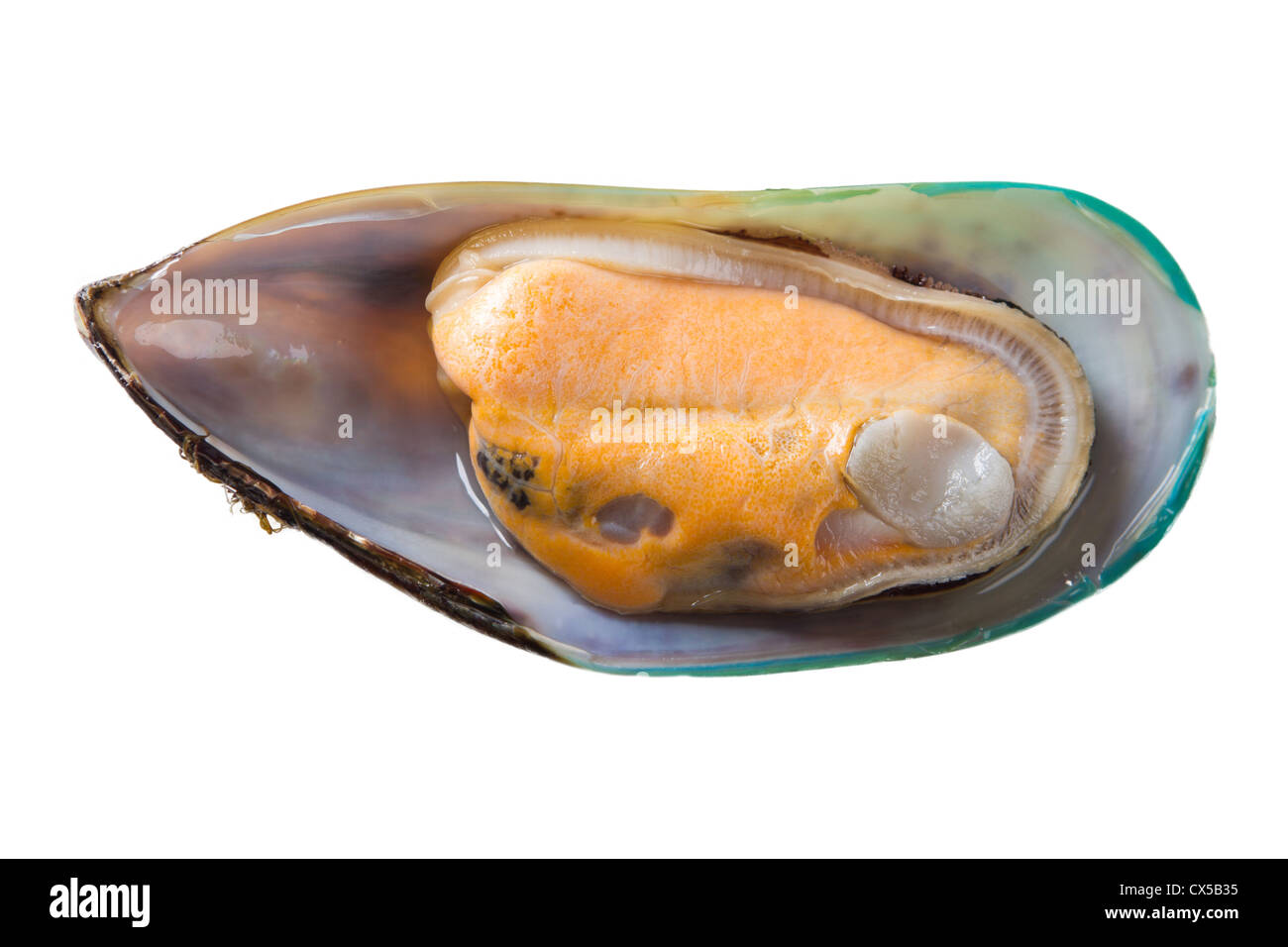 opened mussel isolated on white Stock Photo - Alamy