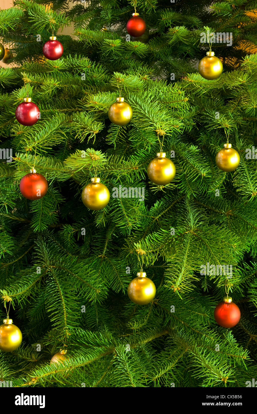 Real fir hi-res stock photography and images - Alamy