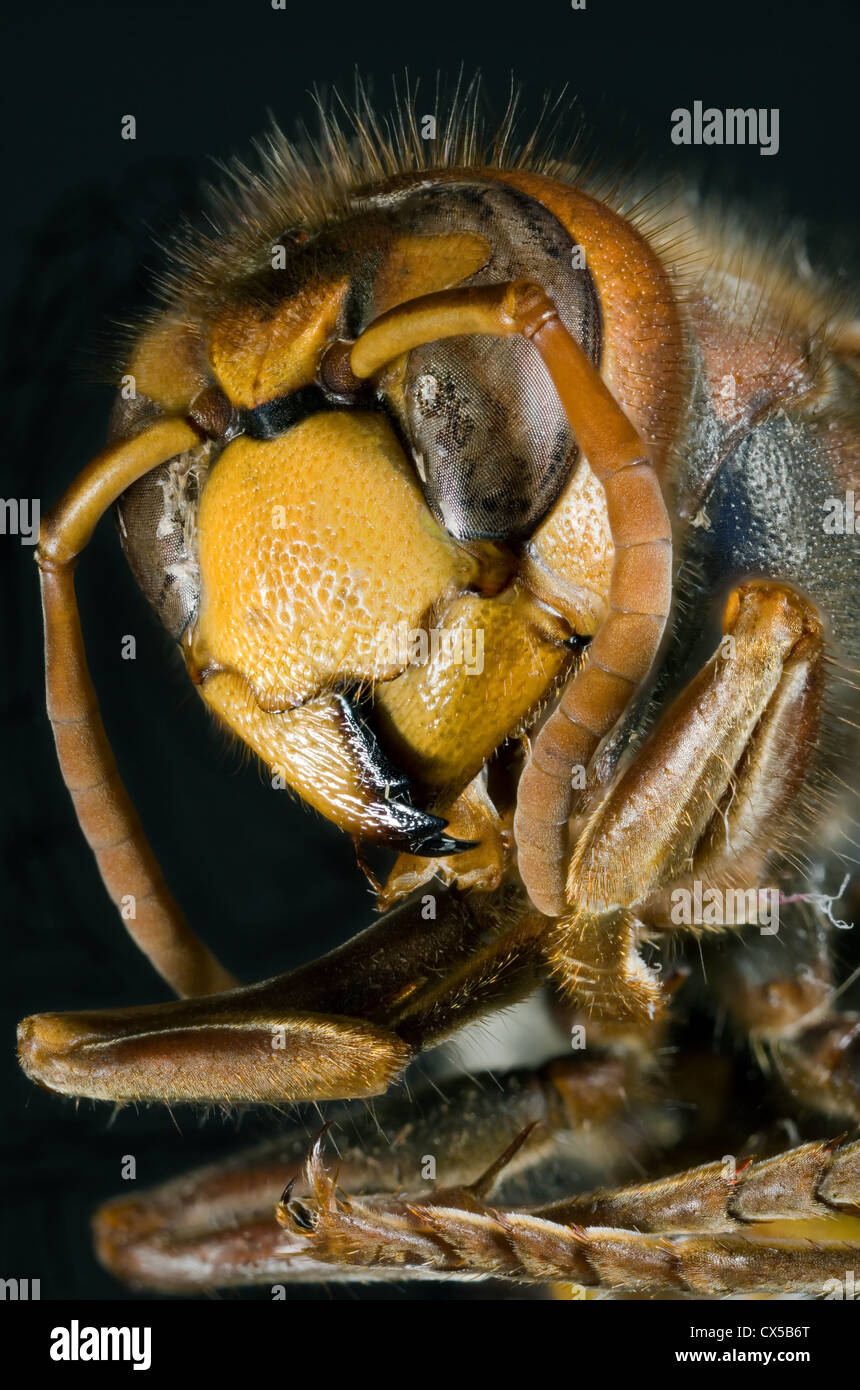 European hornet hi-res stock photography and images - Alamy