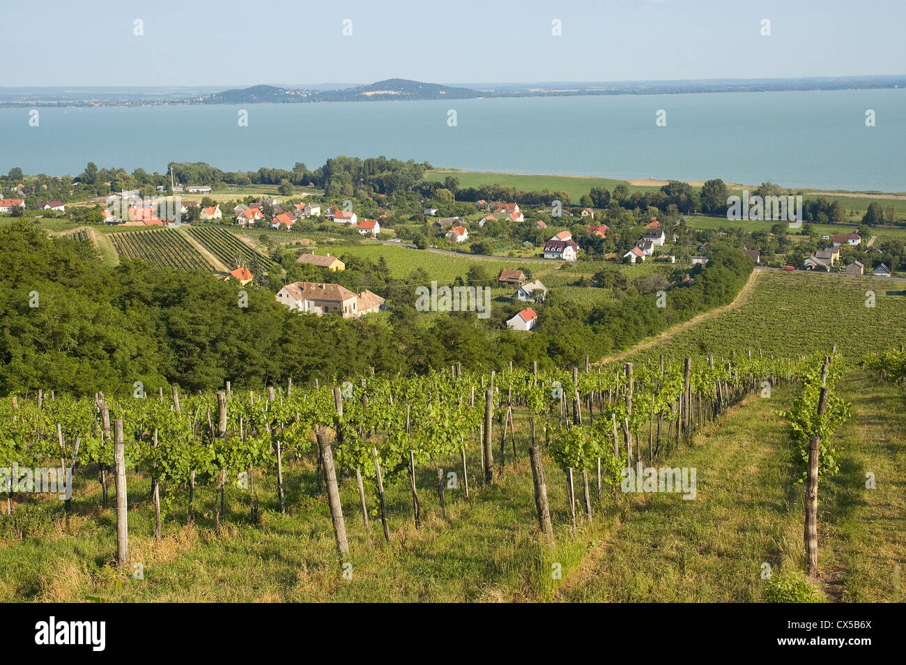 Balaton lake wine hi-res stock photography and images - Alamy