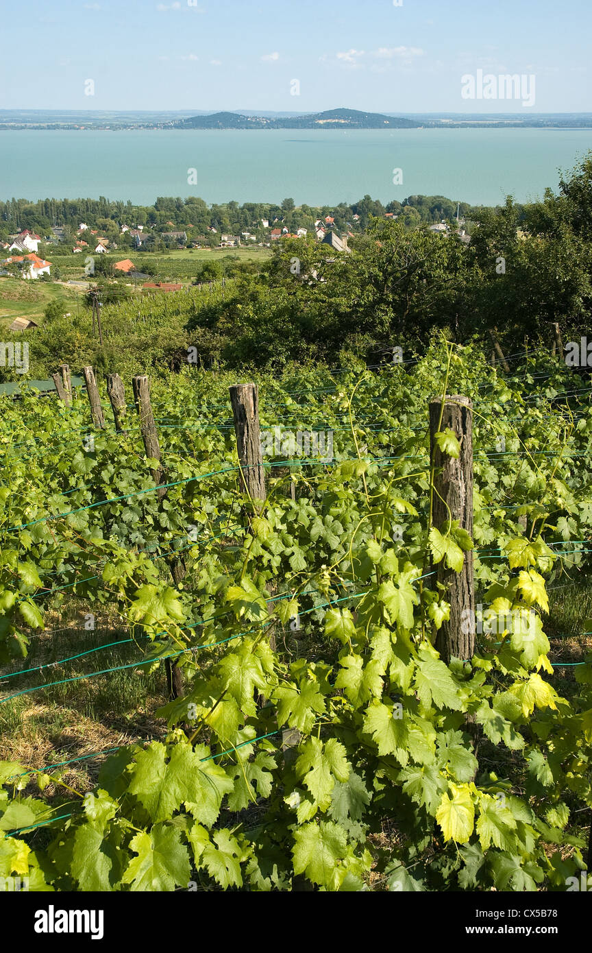Balaton lake wine hi-res stock photography and images - Alamy