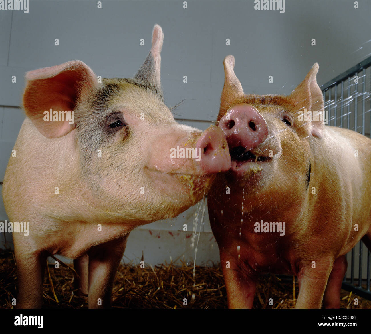 Market weight hog hi-res stock photography and images - Alamy