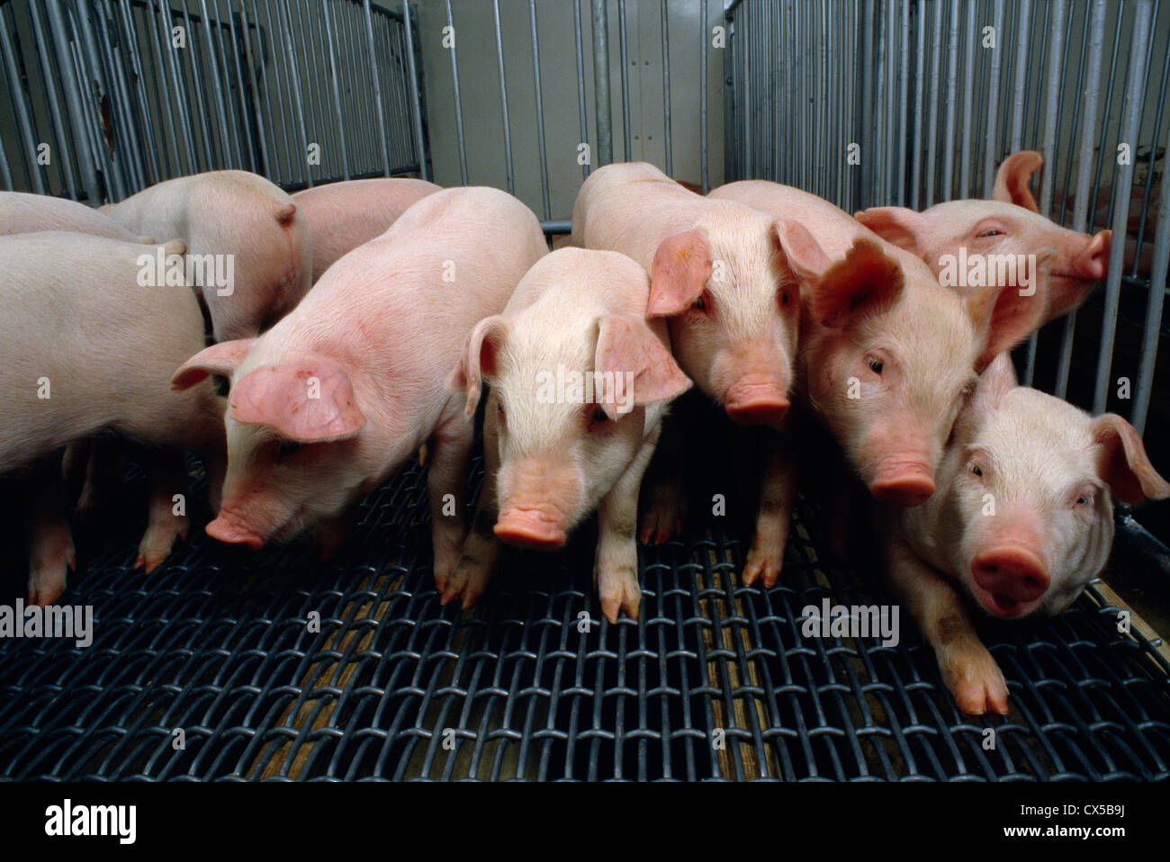 Week old crossbred feeder pigs hi-res stock photography and images - Alamy
