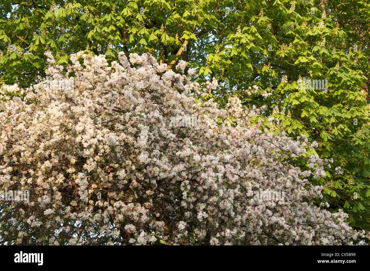 A Japanese Flowering Crabapple tree (Malus Floribunda) in blossom. In ...