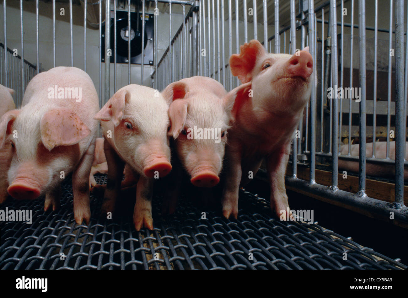 Crossbred feeder pigs hi-res stock photography and images - Alamy