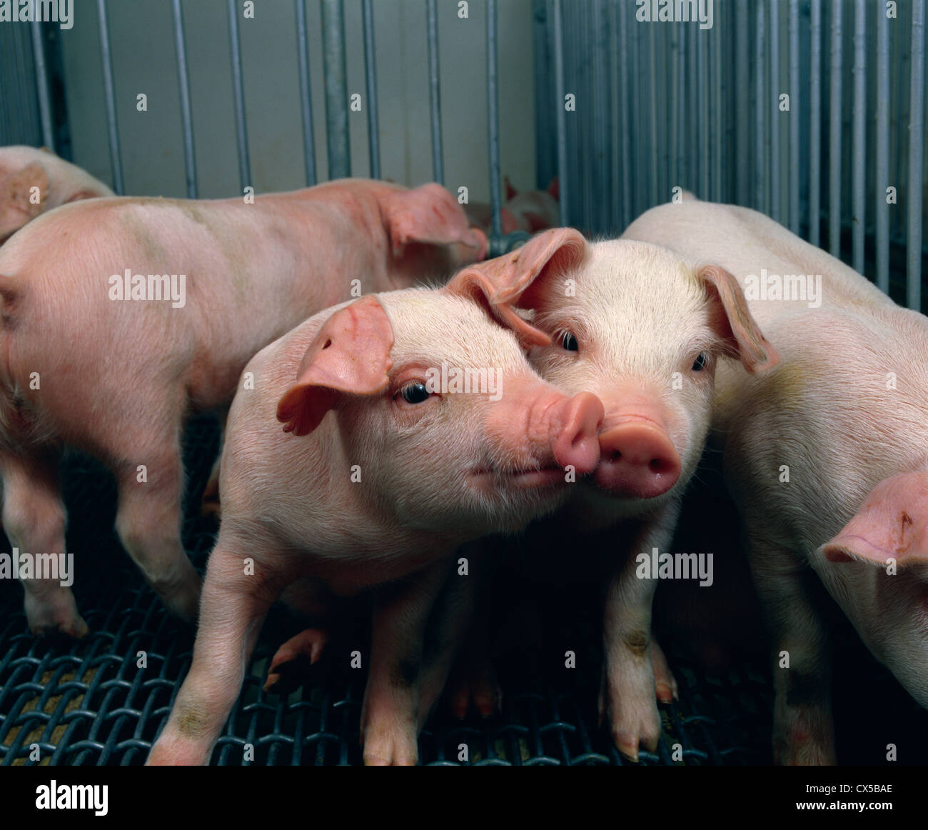 Swine nursery hi-res stock photography and images - Alamy