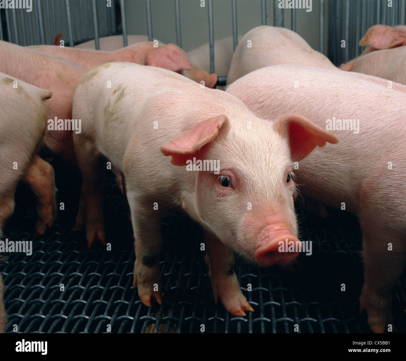 Week old crossbred feeder pigs hi-res stock photography and images - Alamy