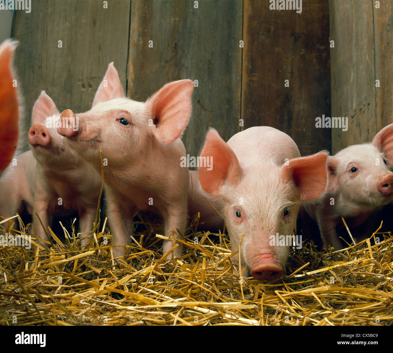 4 week old piglets hi-res stock photography and images - Alamy