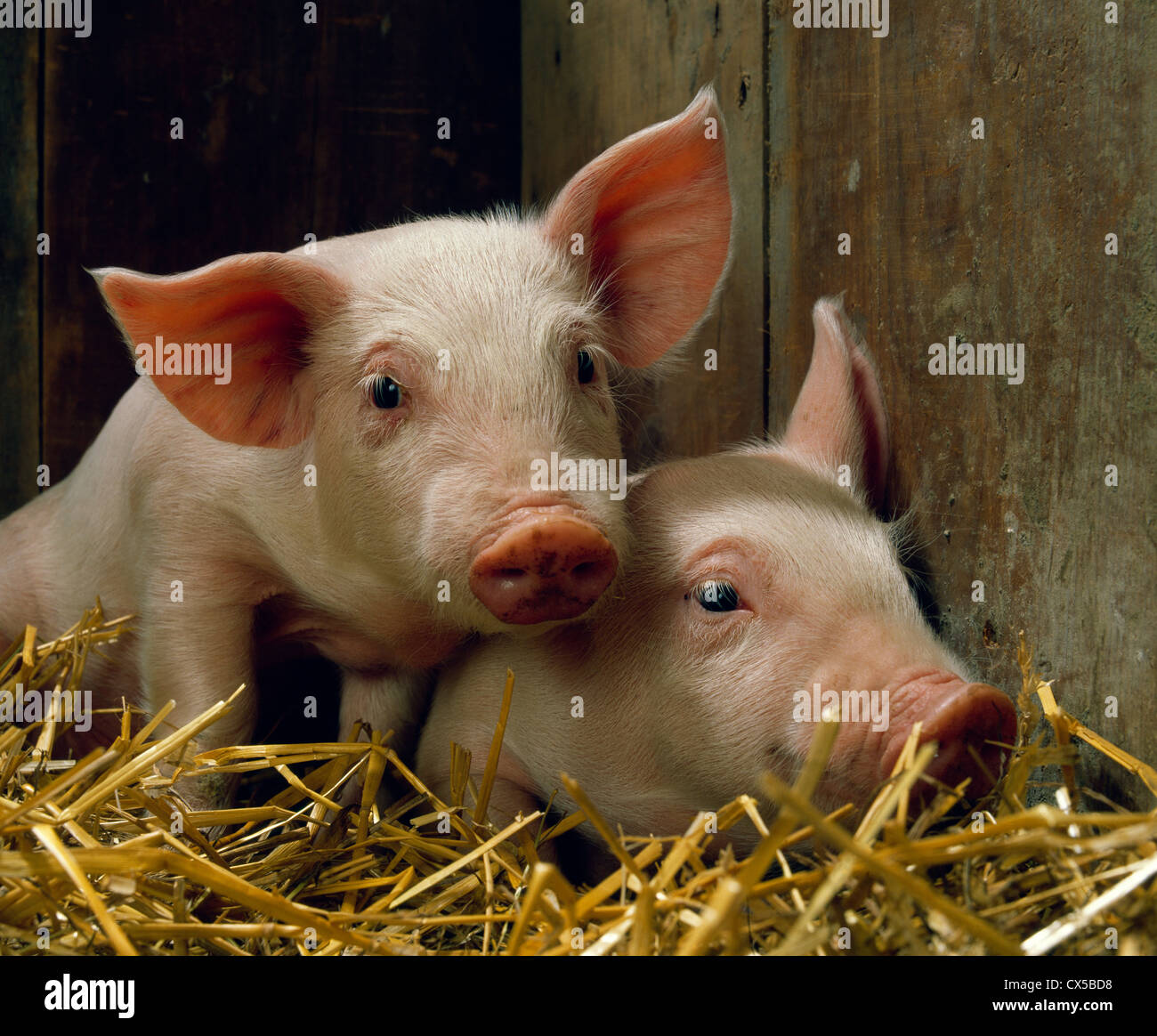 4 week old piglets hi-res stock photography and images - Alamy