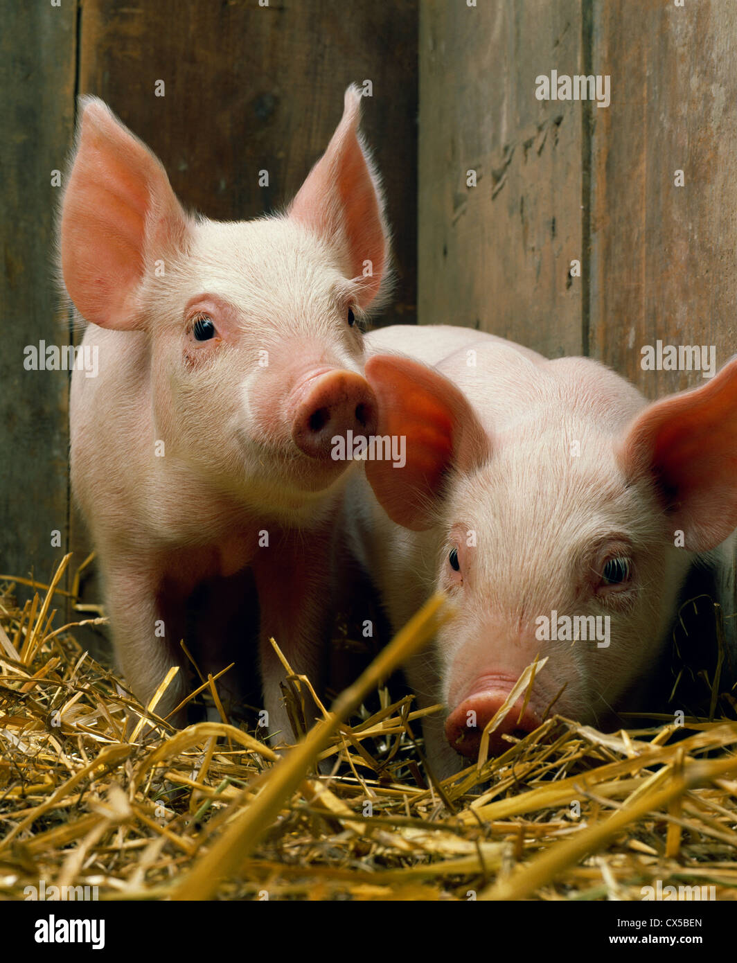 Adorable nuzzle hi-res stock photography and images - Alamy