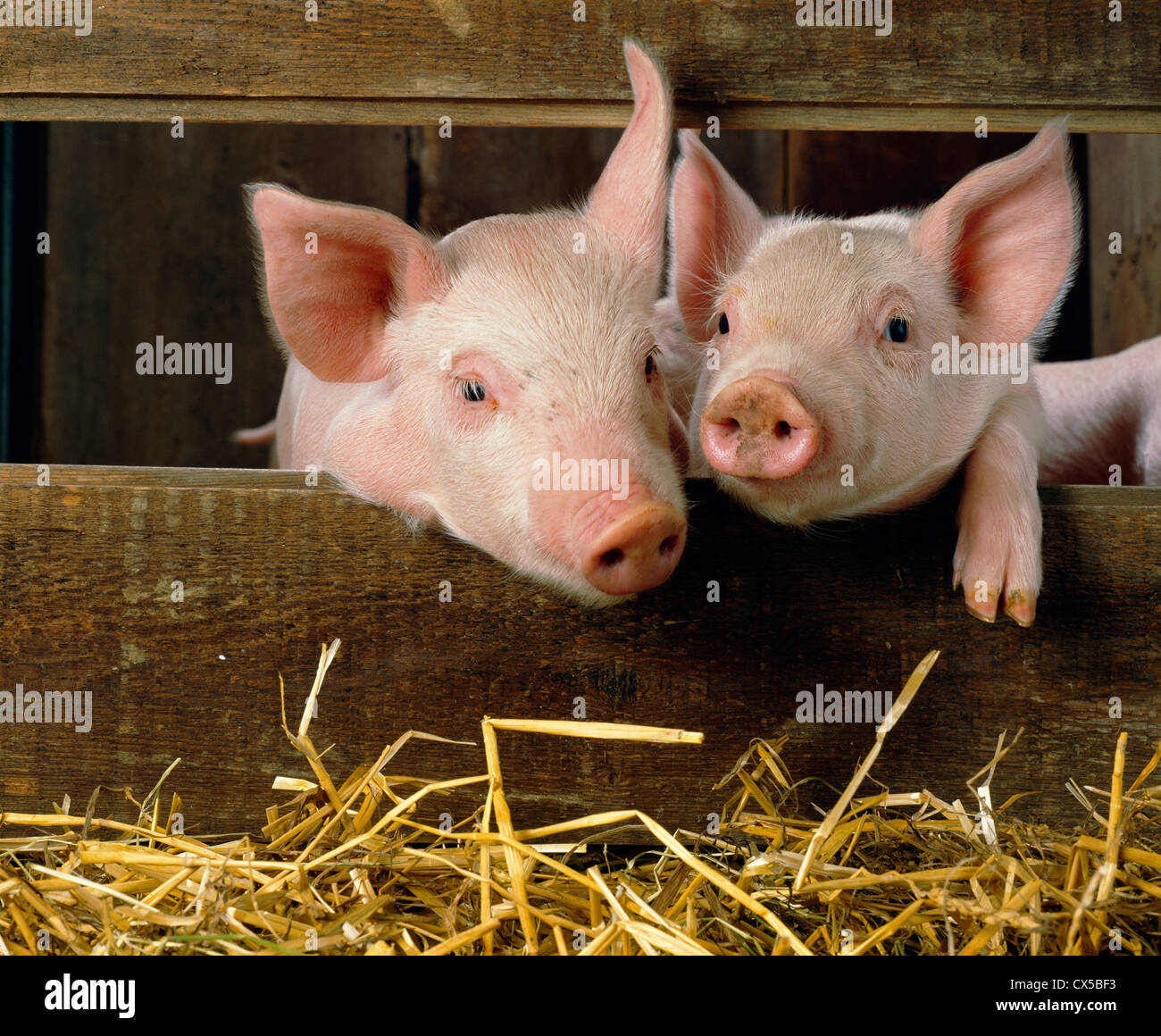 Adorable nuzzle hi-res stock photography and images - Alamy