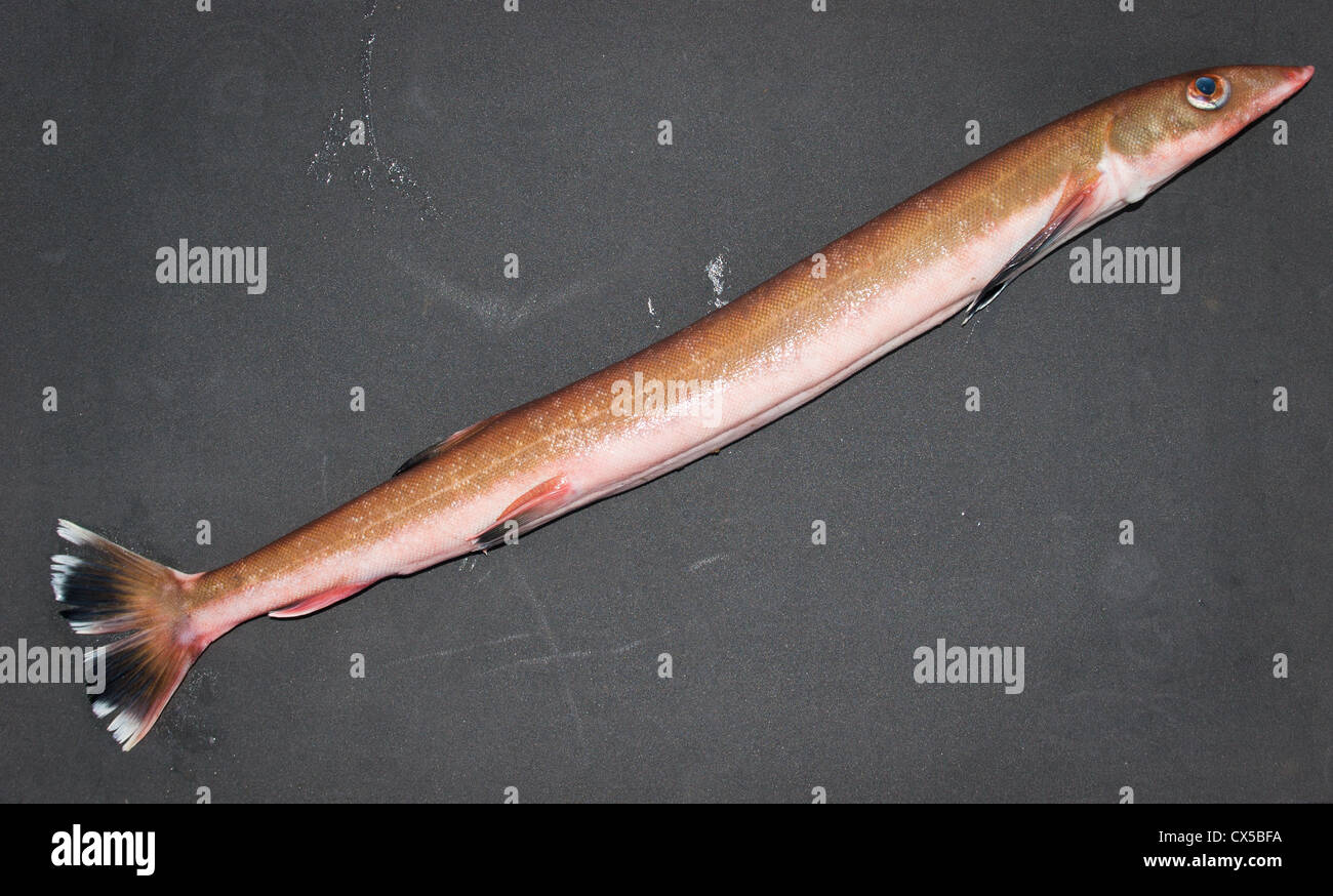 Sandfish hi-res stock photography and images - Alamy