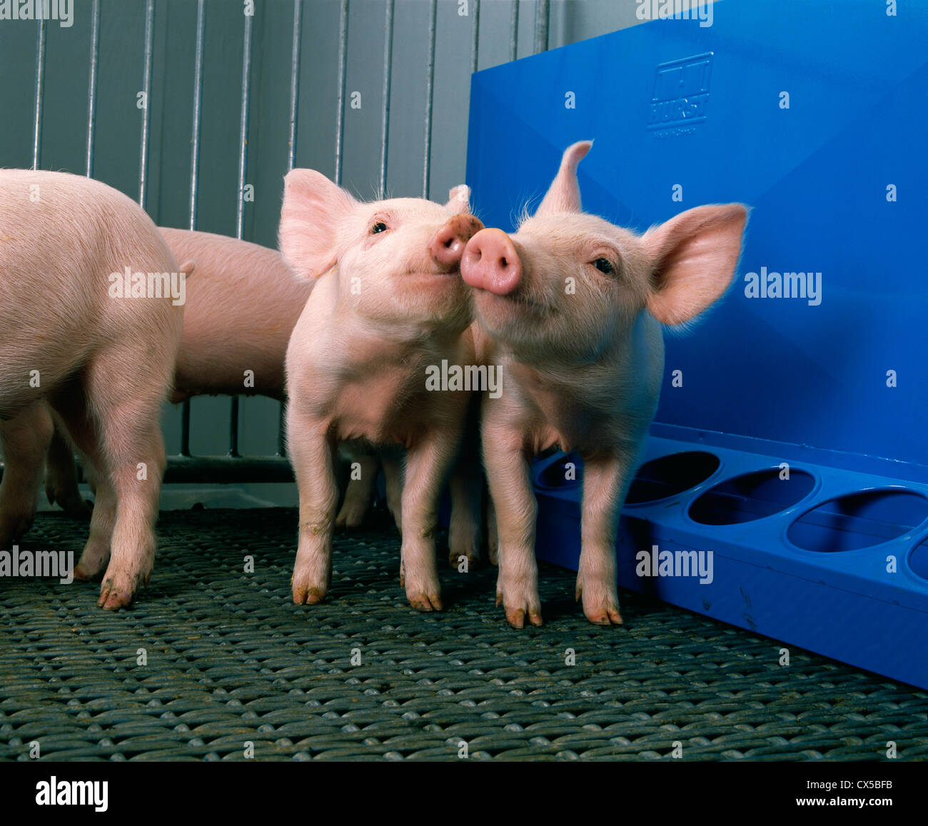 25 30 lb pigs hi-res stock photography and images - Alamy