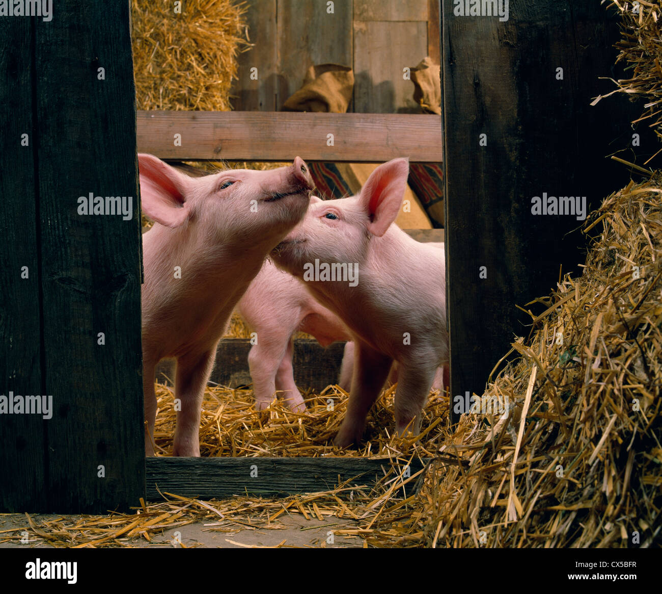 Pig Pen Clean Pigs Stock Photos & Pig Pen Clean Pigs Stock Images - Alamy