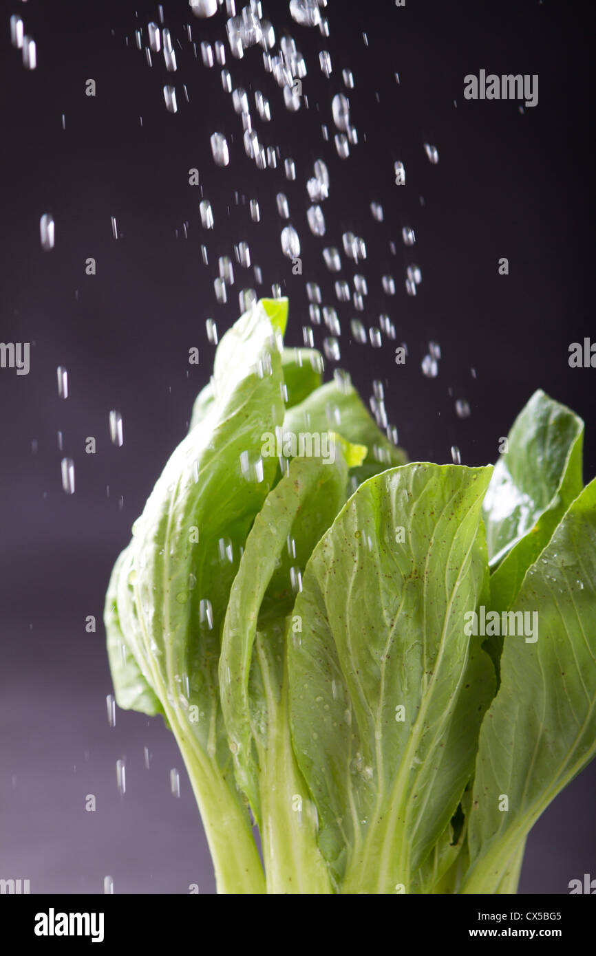 water pouring on Chinese cabbage bok choy Stock Photo - Alamy