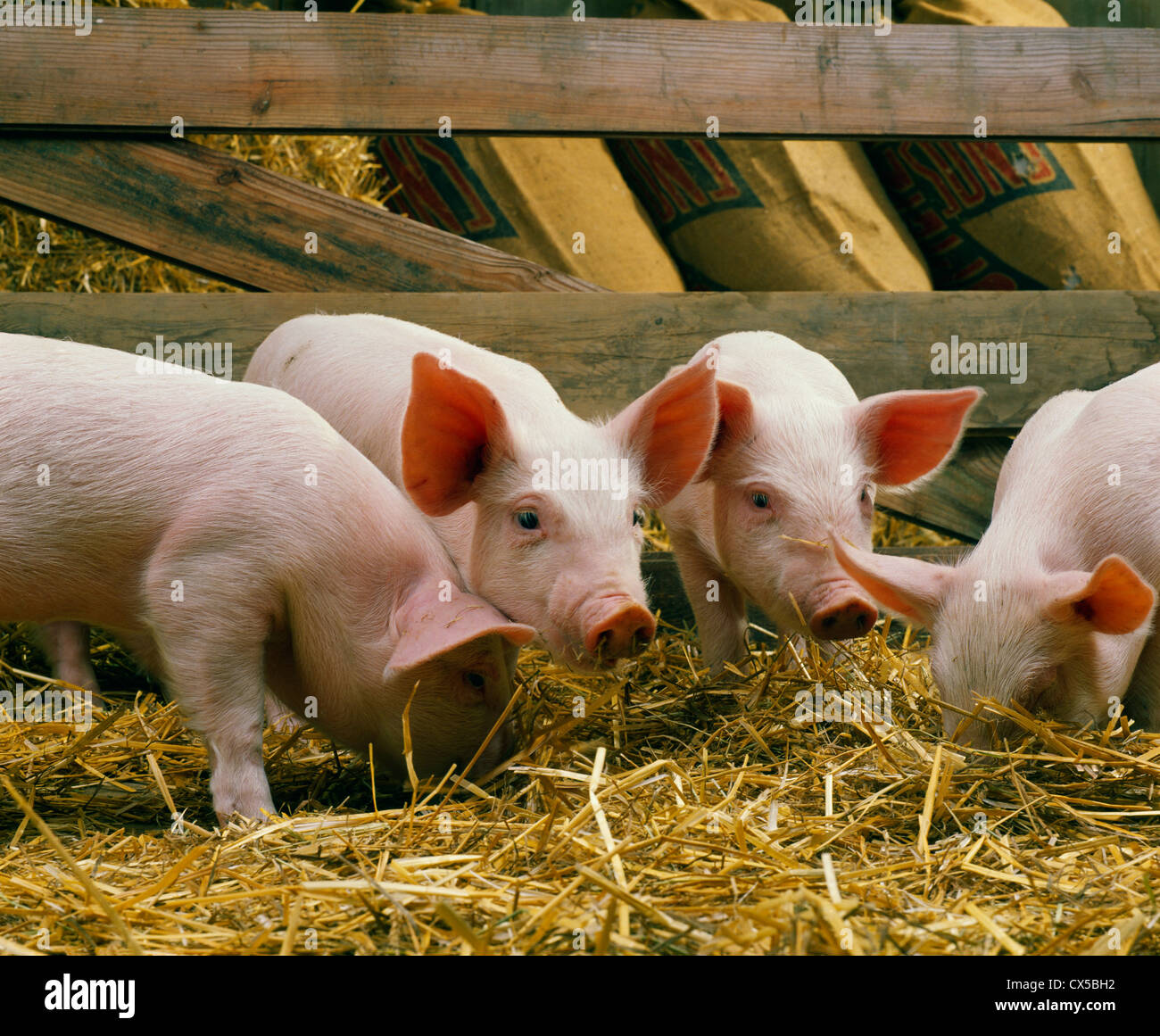 30-35 LB, 6 WEEK OLD FEEDER PIGS / PENNSYLVANIA Stock Photo - Alamy