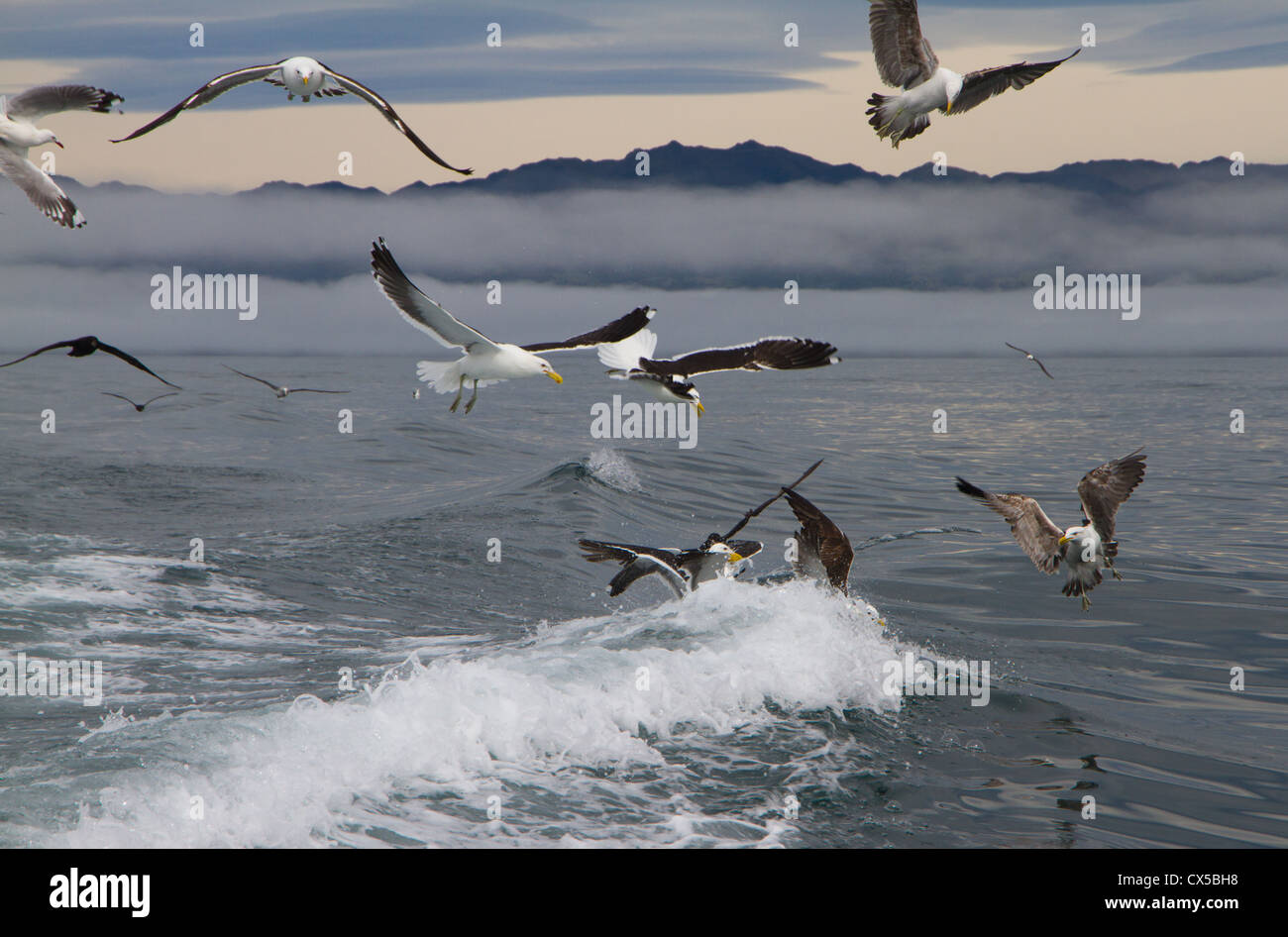 Seabirds in flight Stock Photo - Alamy