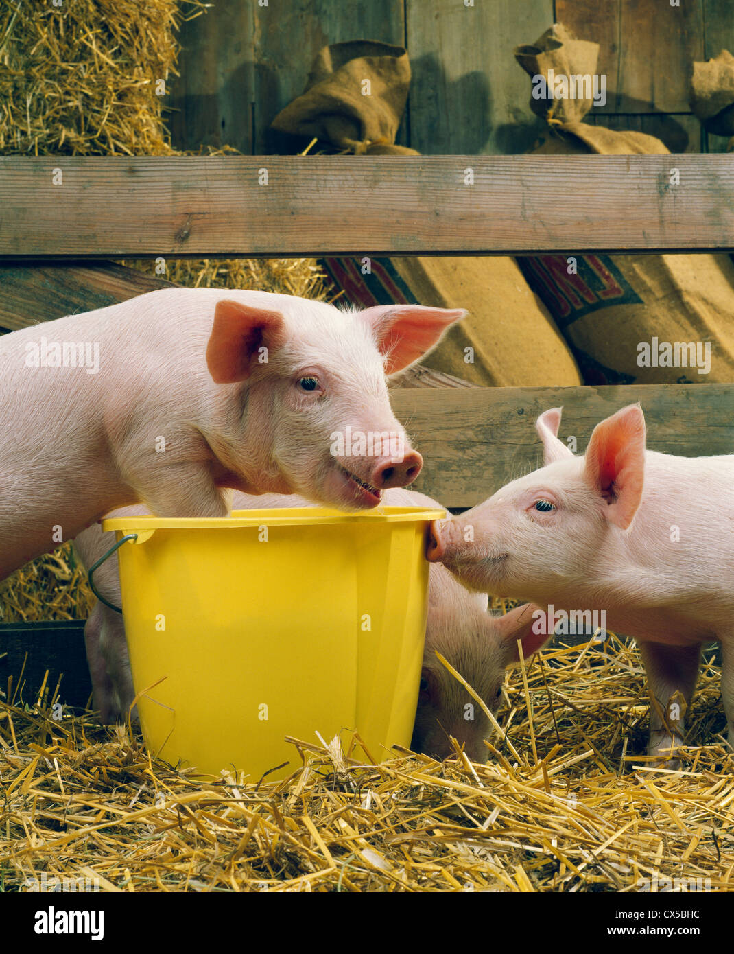 Lb 35 hi-res stock photography and images - Alamy