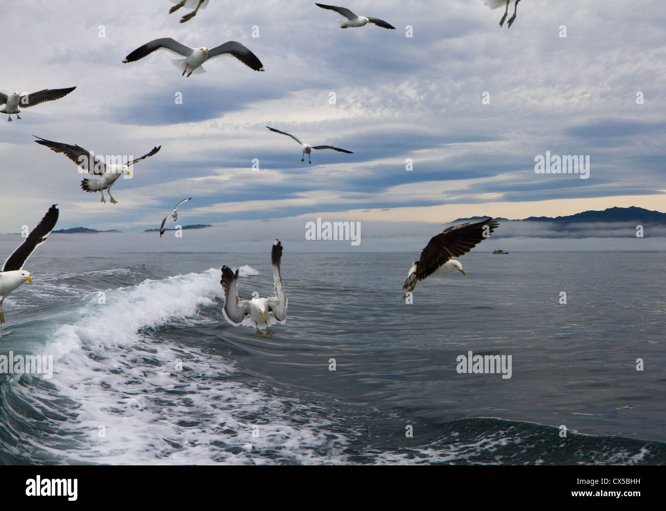 Seabirds in flight Stock Photo - Alamy