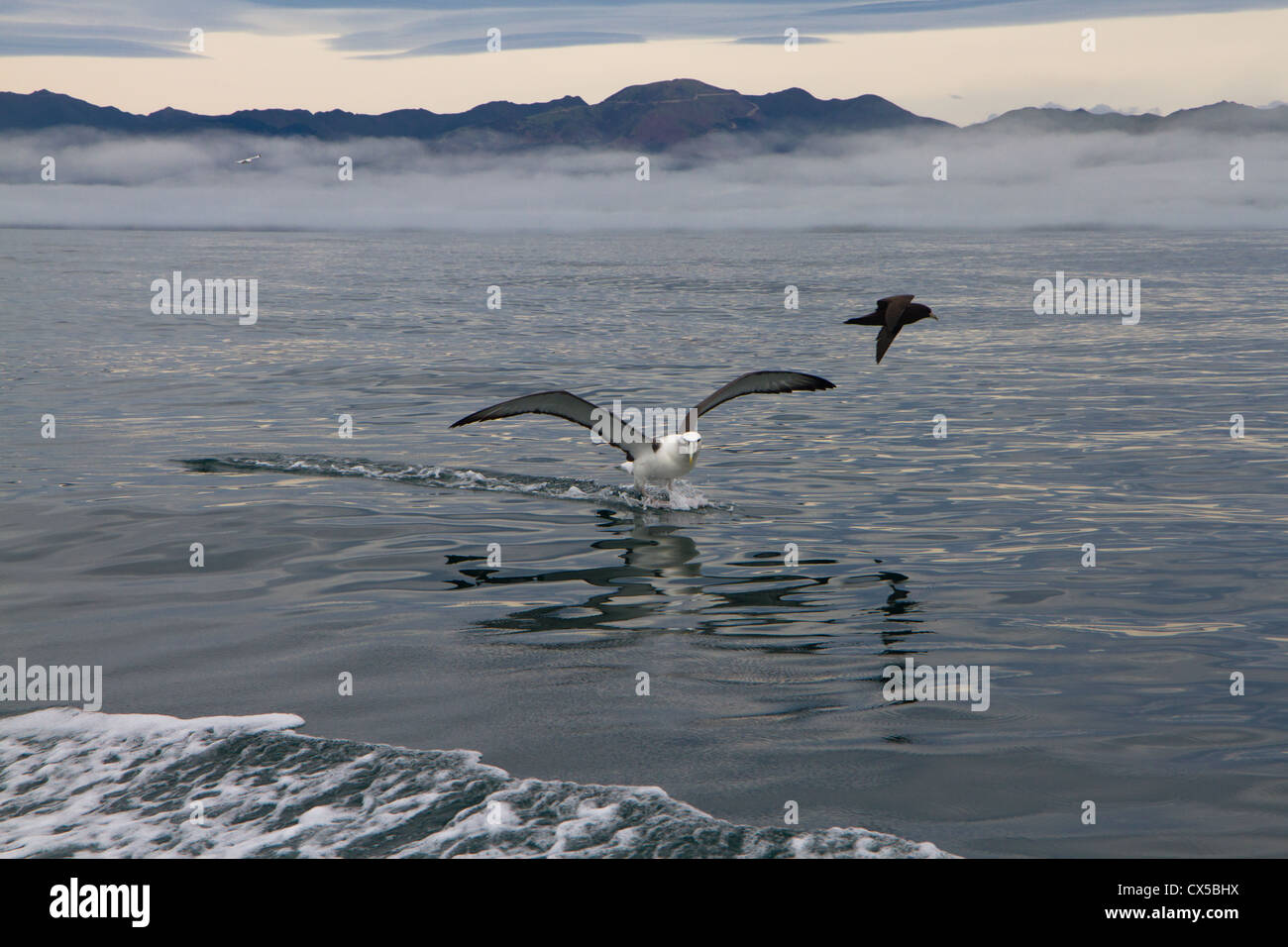 White-Capped Albatross landing Stock Photo - Alamy