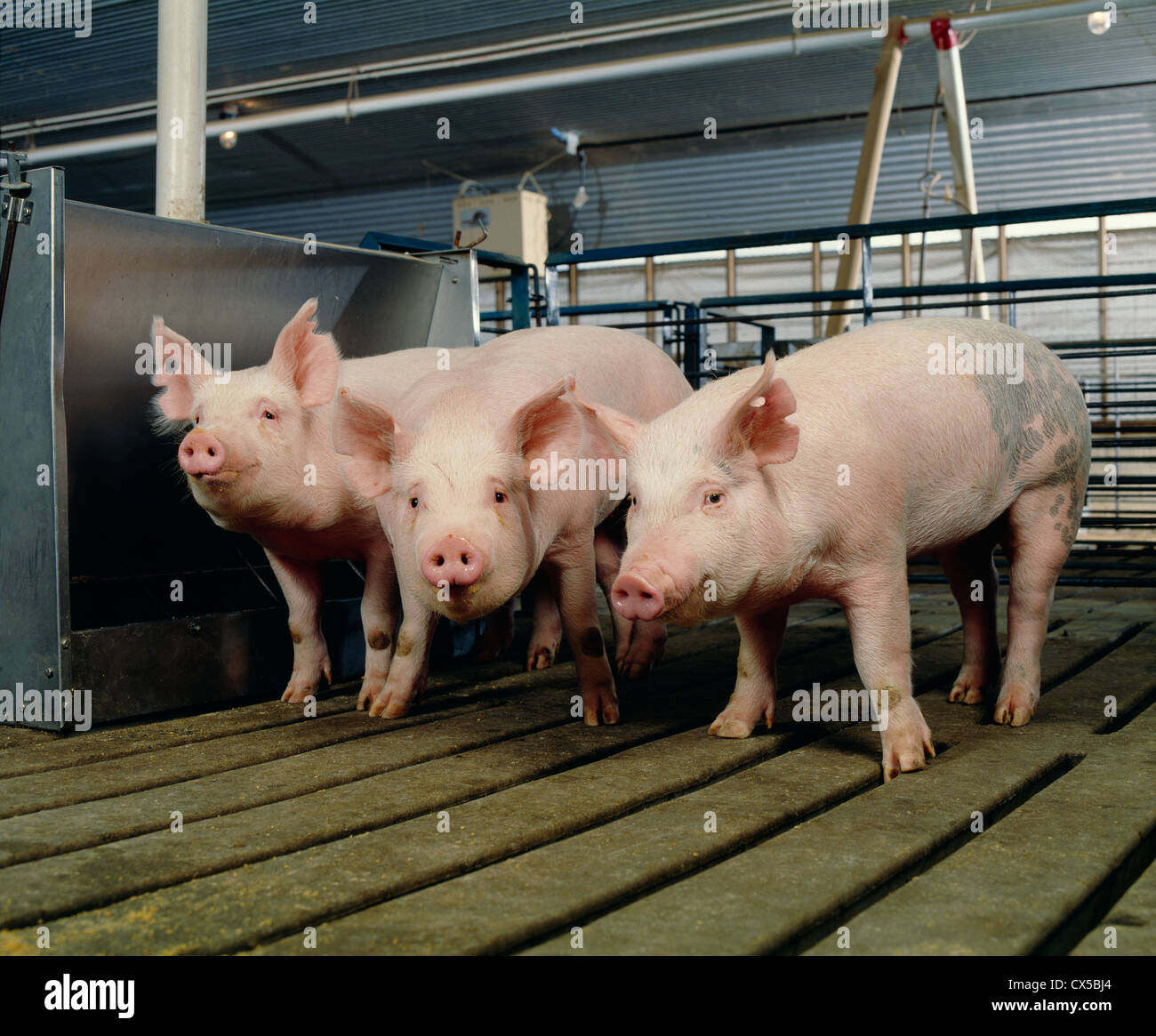 Feeder hogs hi-res stock photography and images - Alamy