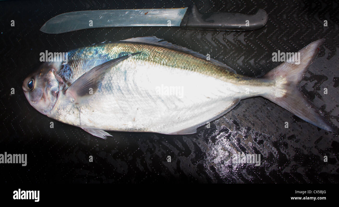 Seriolella hi-res stock photography and images - Alamy