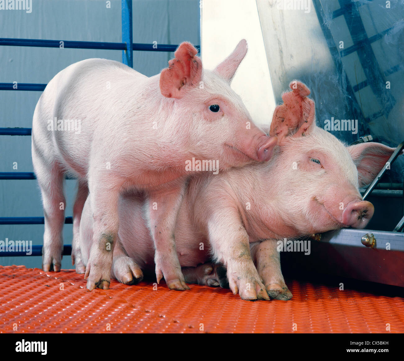 Crossbred pigs hi-res stock photography and images - Alamy