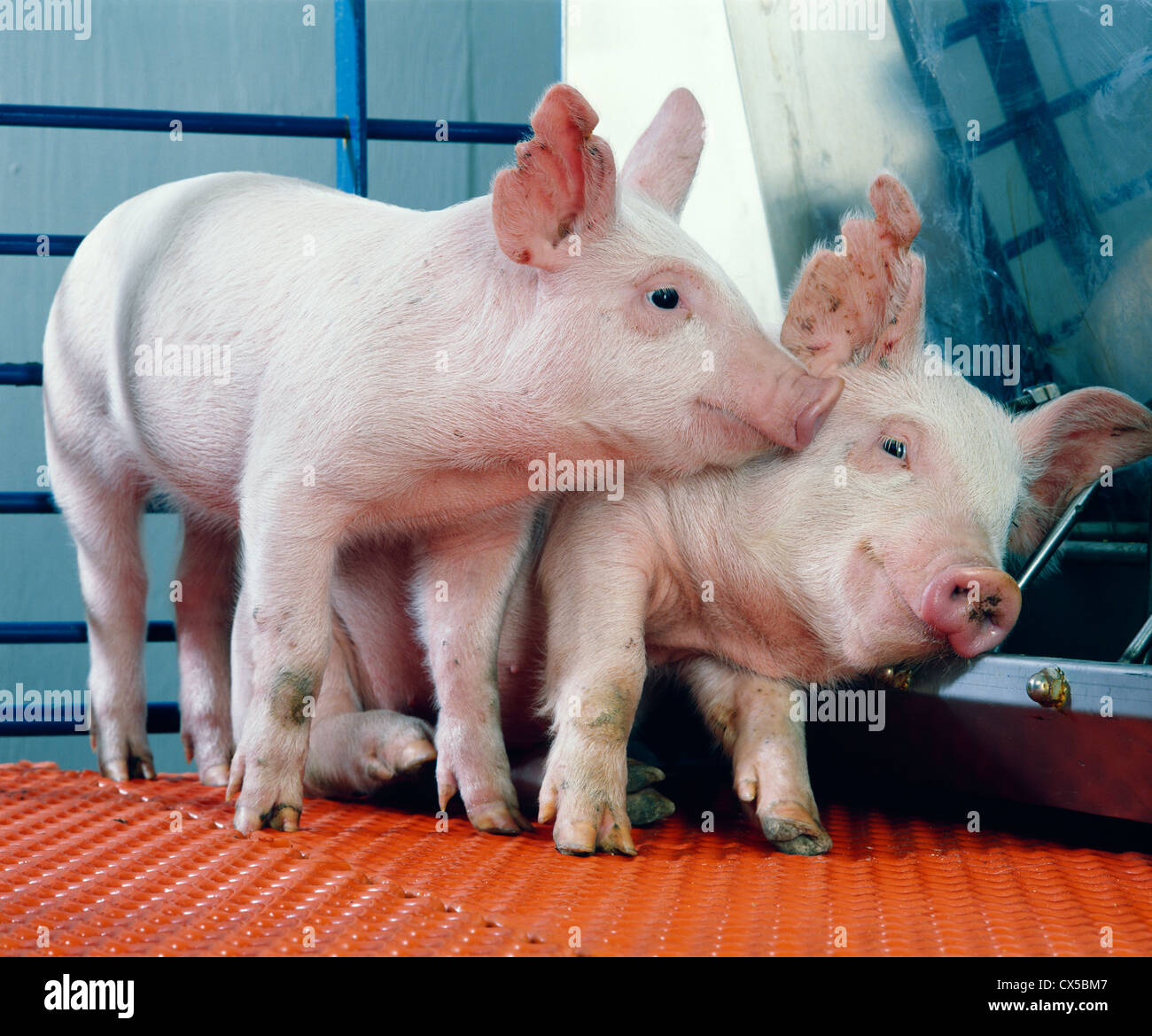 Crossbred pigs hi-res stock photography and images - Alamy
