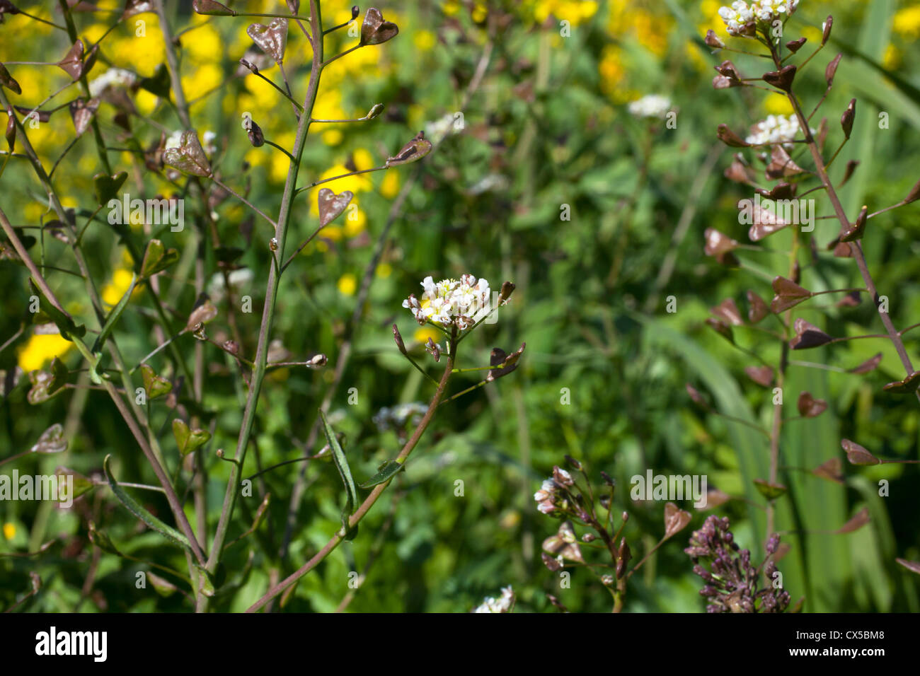 Wild Mustard in Spring Stock Photo - Alamy