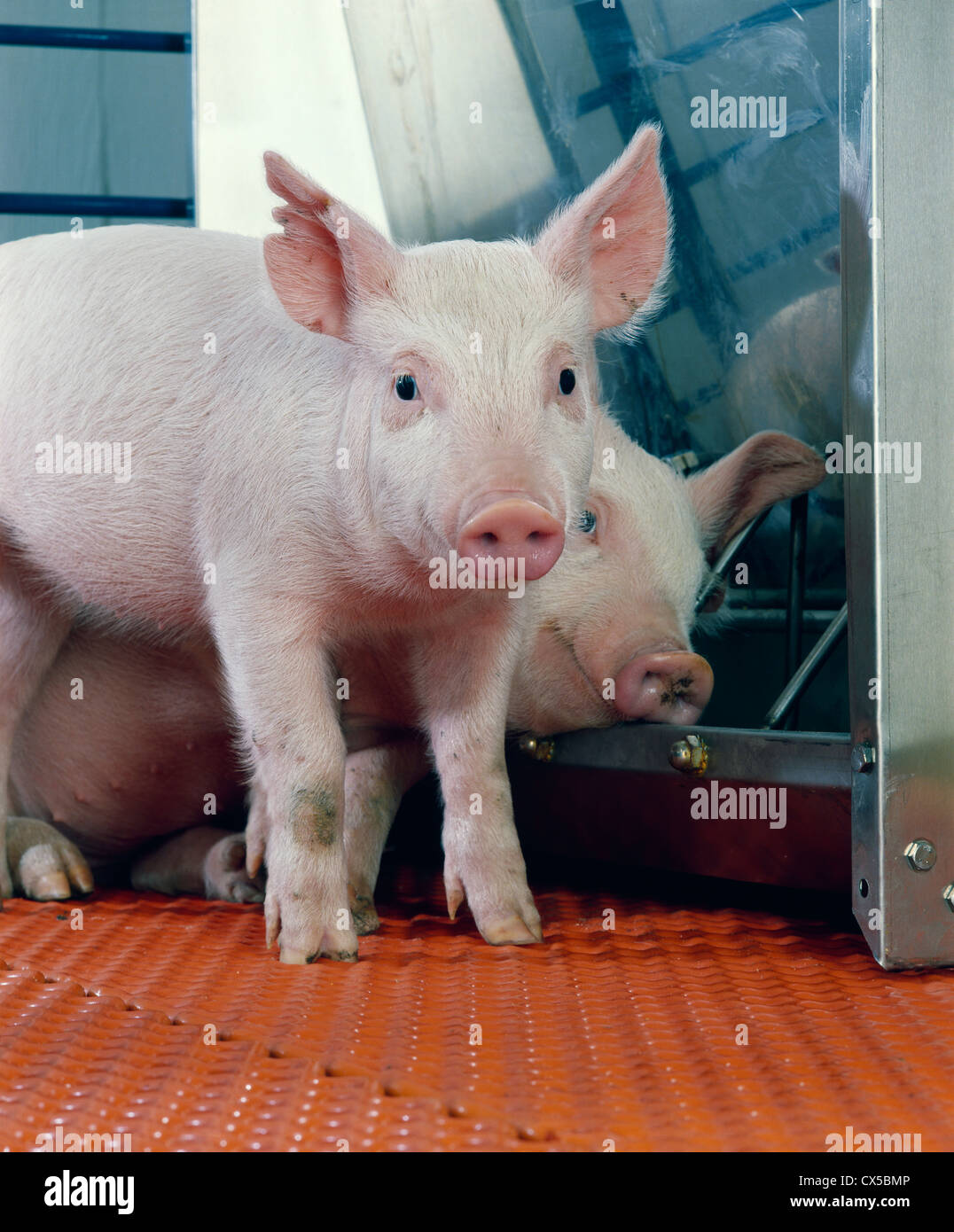 Crossbred pigs hi-res stock photography and images - Alamy