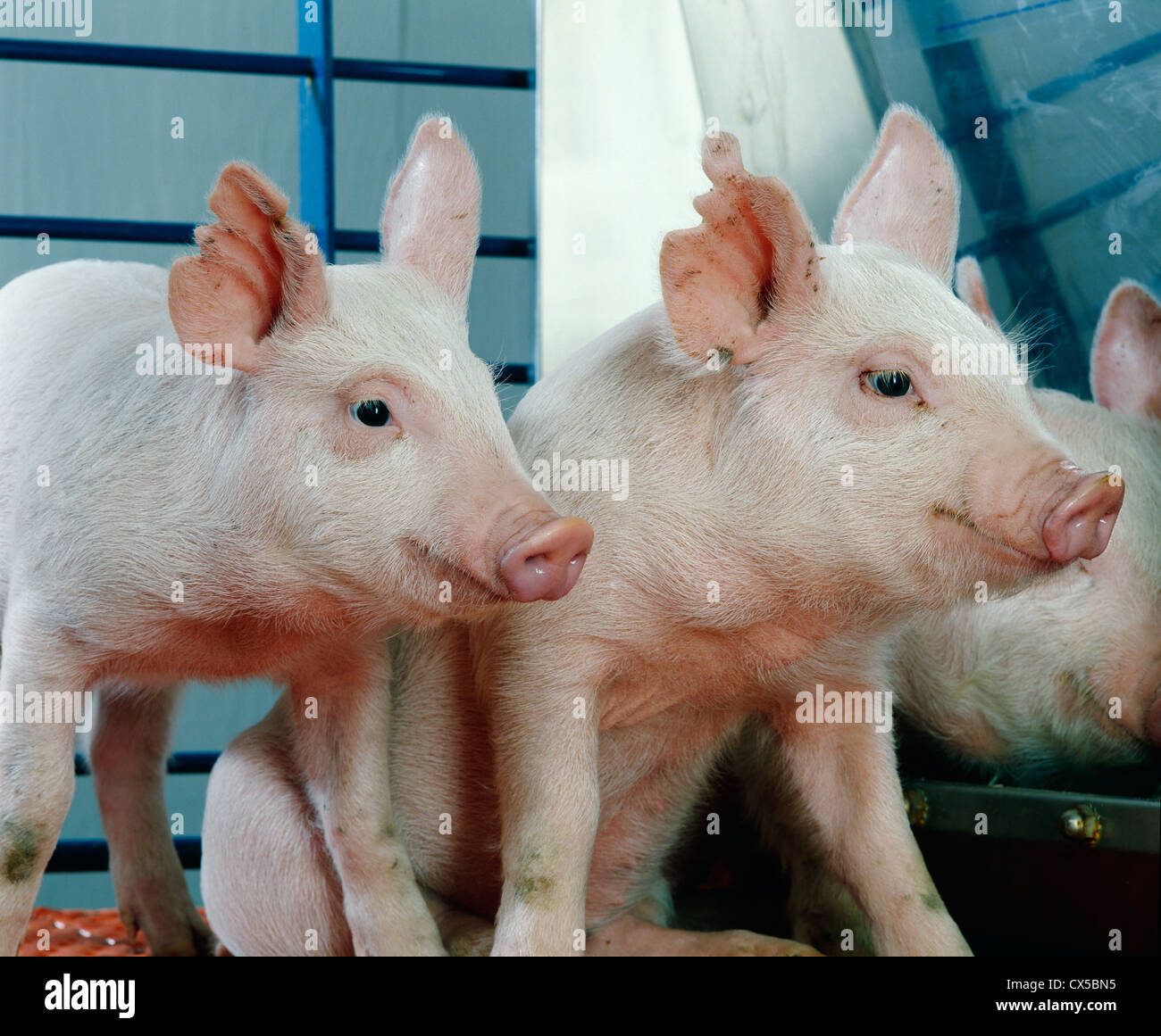 Crossbred pigs hi-res stock photography and images - Alamy
