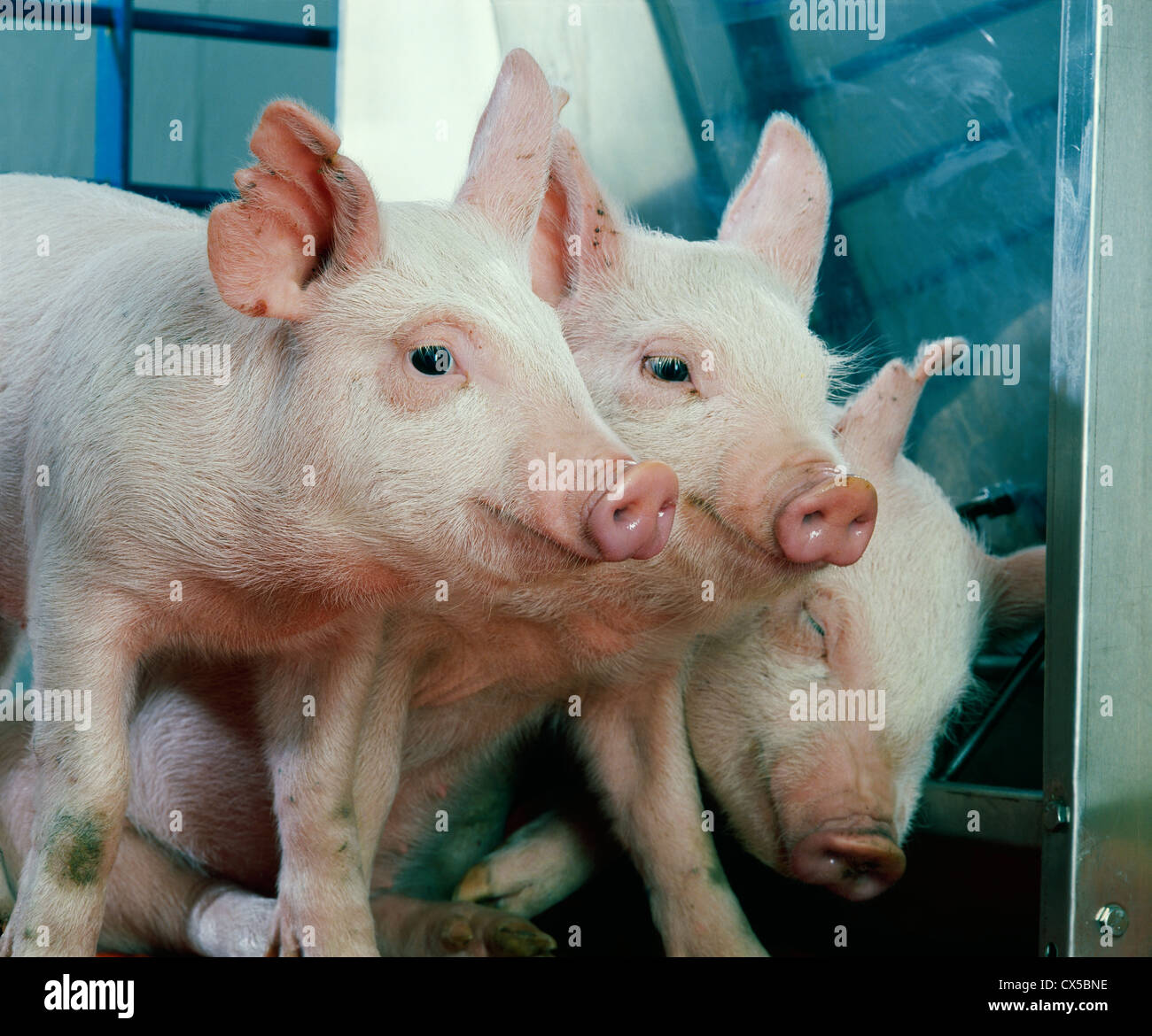 Crossbred pigs hi-res stock photography and images - Alamy