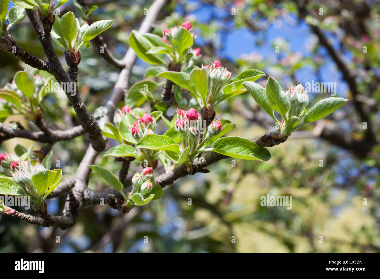 Beautiful Apple Blossom in Spring (Braeburn Apple Tree Stock Photo - Alamy
