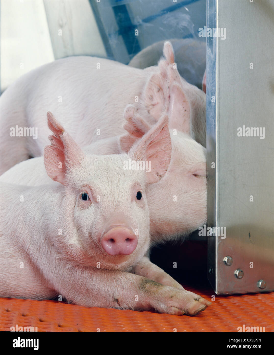 25 LB CROSSBRED PIGS / LANCASTER COUNTY, PENNSYLVANIA Stock Photo - Alamy