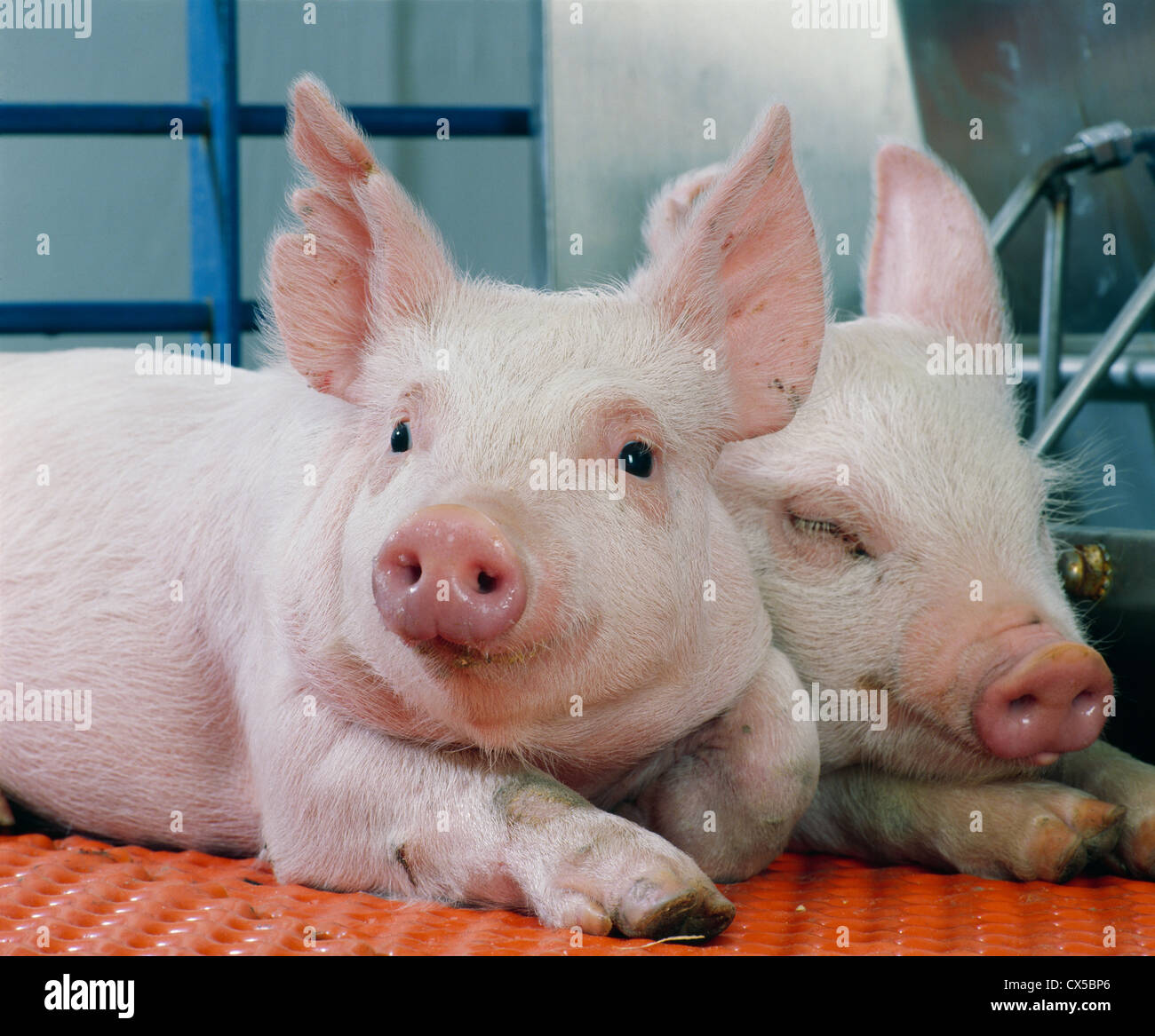 Crossbred Pigs High Resolution Stock Photography and Images - Alamy