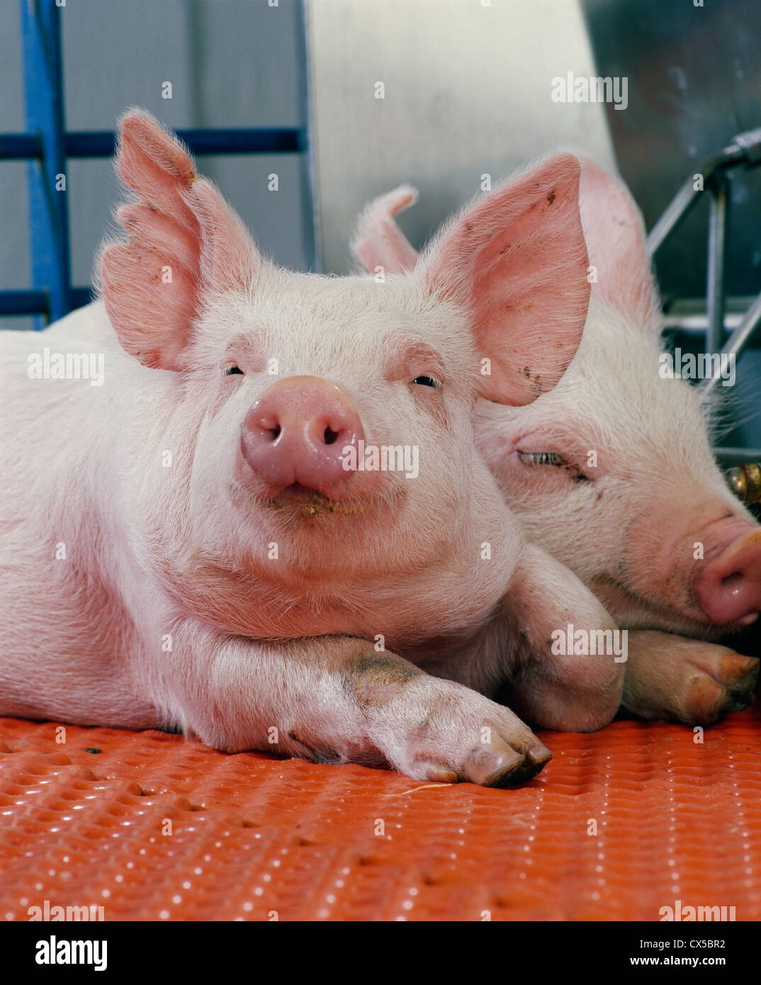 Crossbred Pigs High Resolution Stock Photography and Images - Alamy