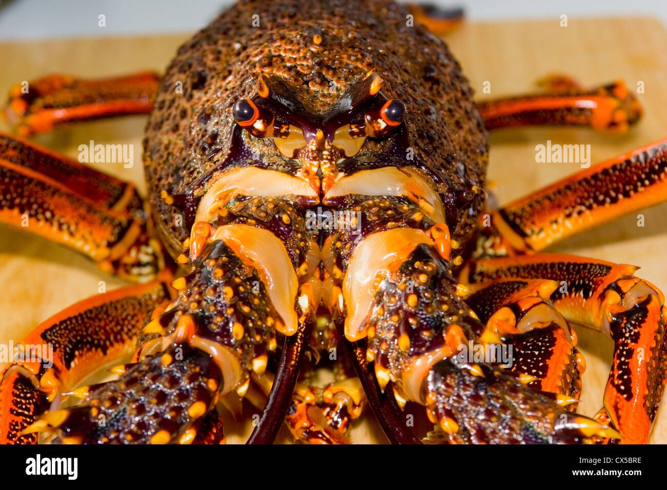 Crayfish (Spiny Rock Lobster) (Jasus edwardsii): caught by hand whilst ...