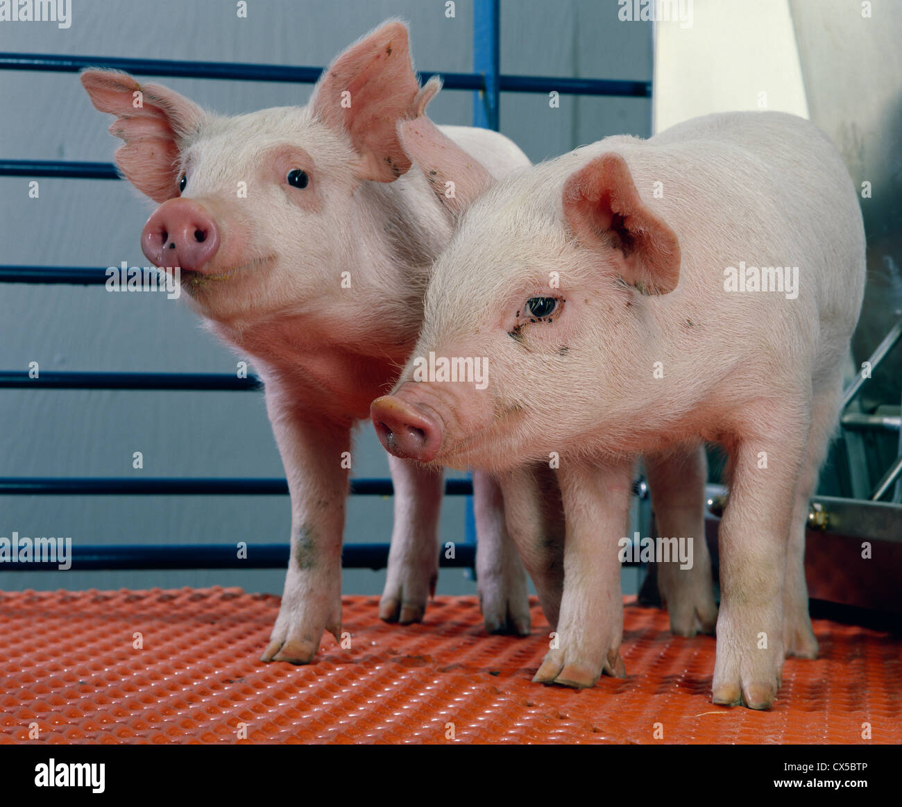 Crossbred pigs hi-res stock photography and images - Alamy