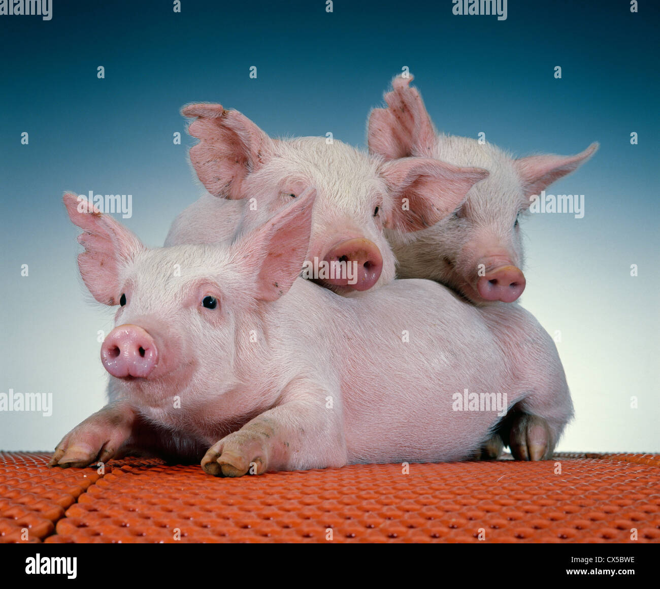 25 LB CROSSBRED PIGS / LANCASTER COUNTY, PENNSYLVANIA Stock Photo - Alamy