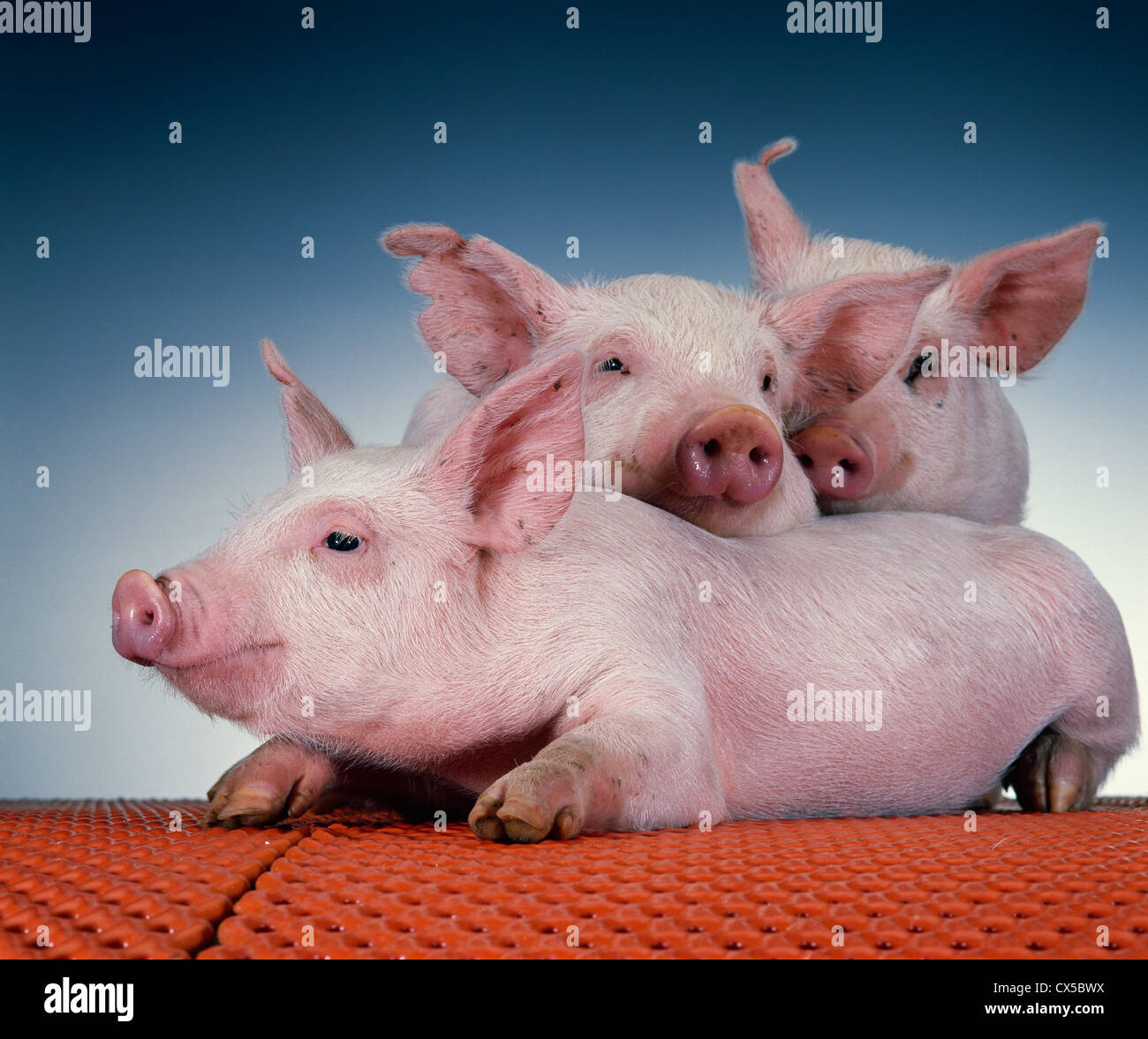 Crossbred Feeder Pigs High Resolution Stock Photography and Images - Alamy
