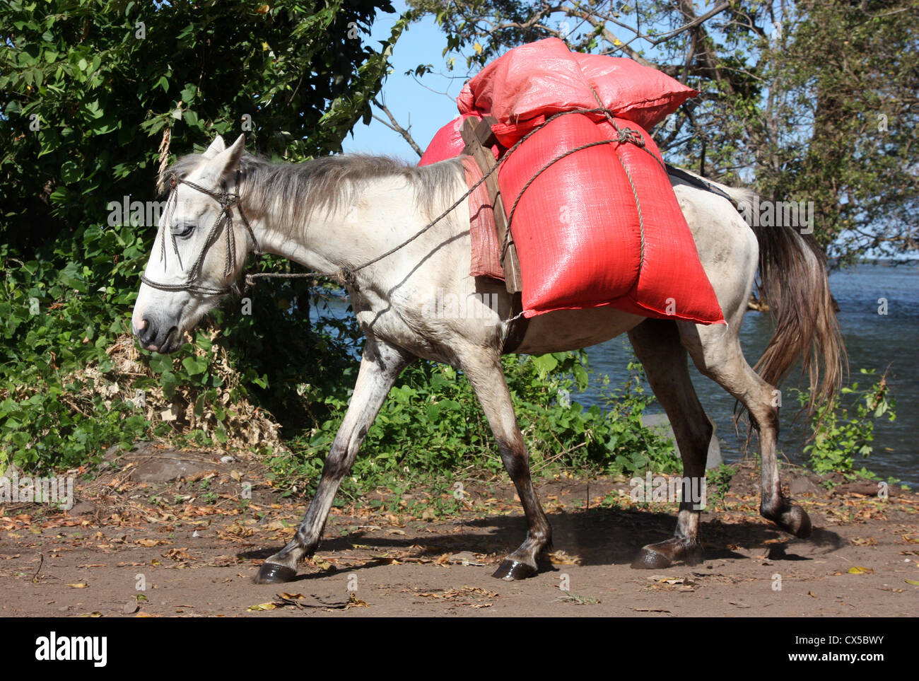 Pack Horse Equipment